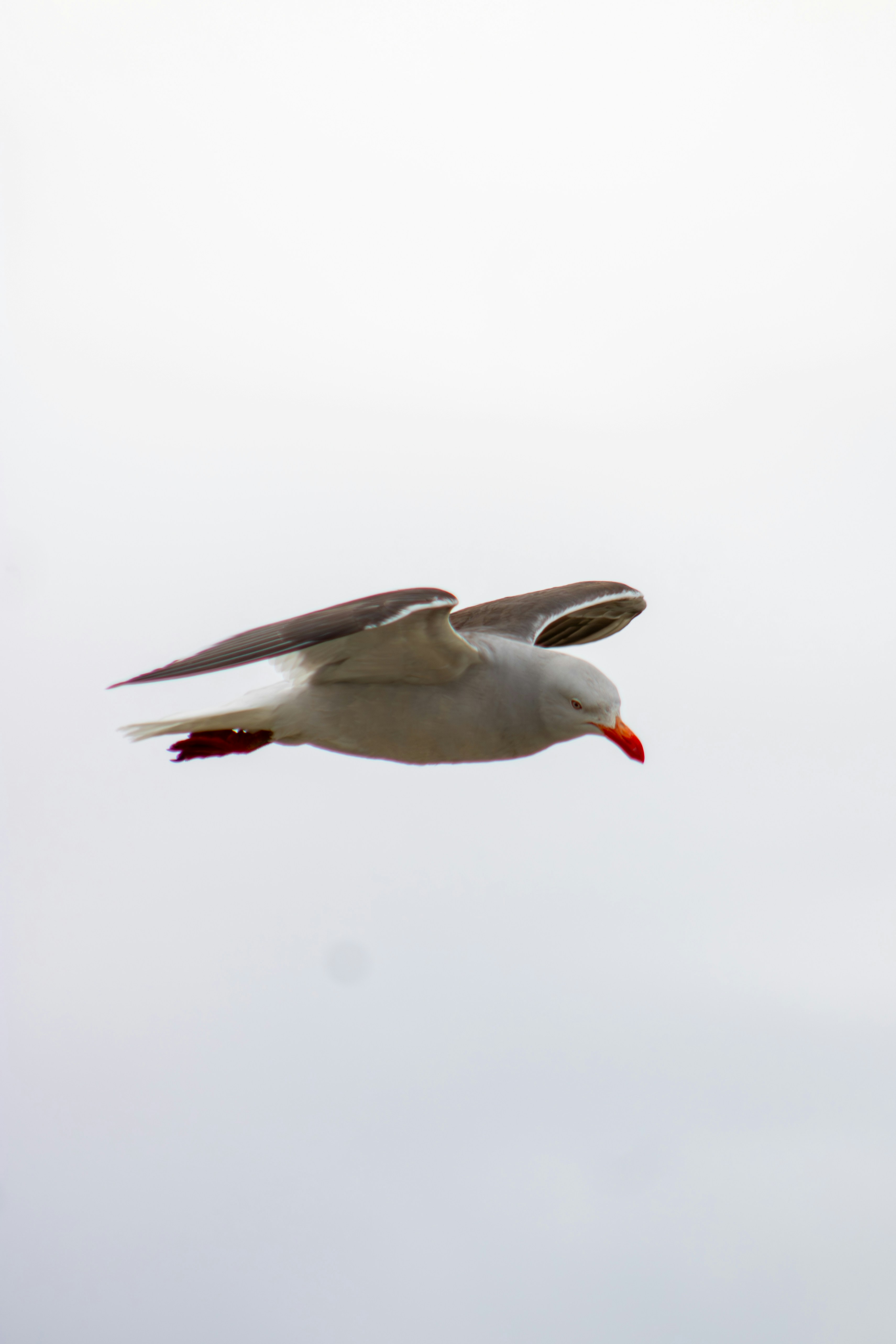 Horizon Glide: Seagull in Quiet Descent