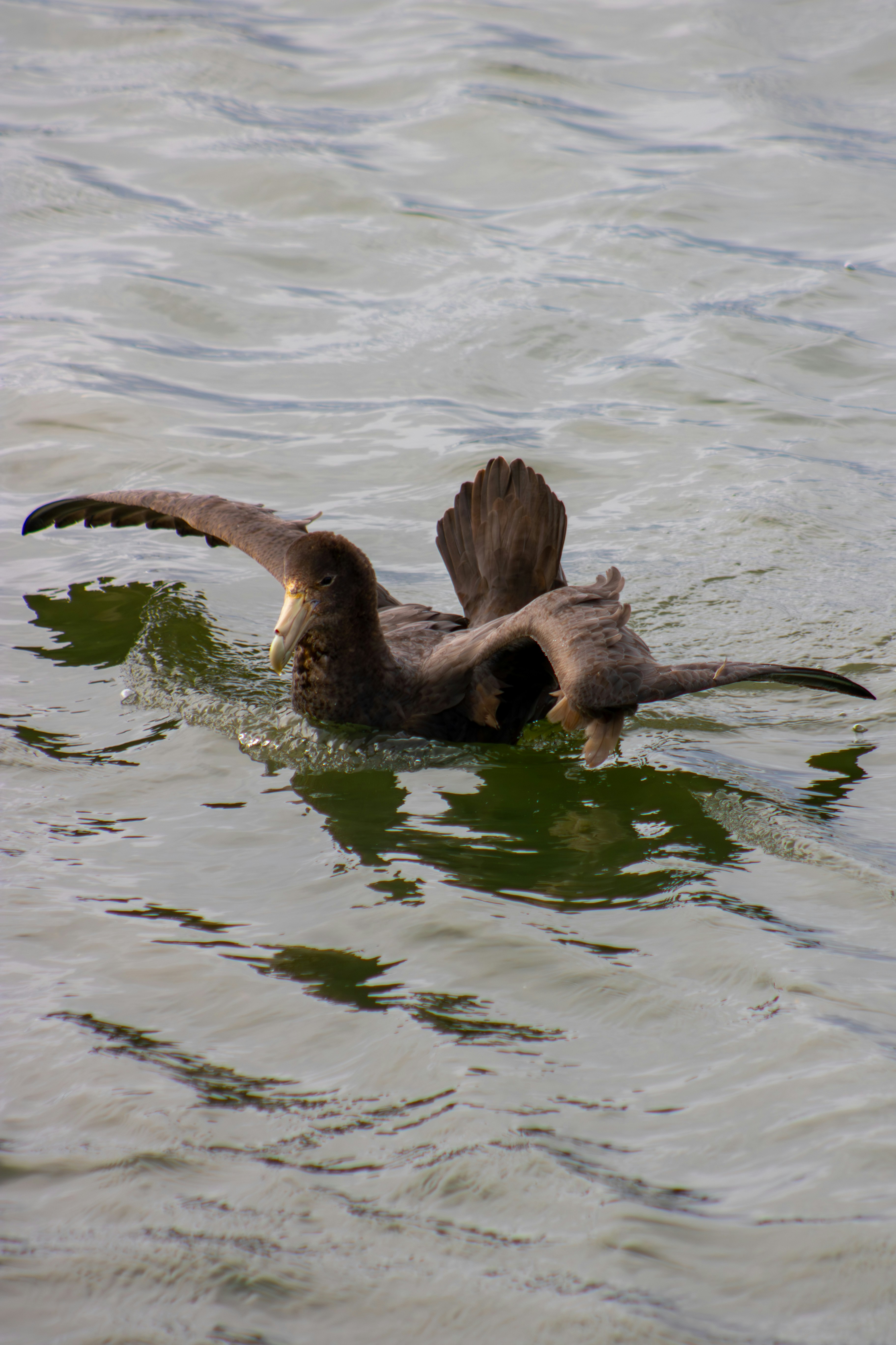 Winged Pause: A Duckling Colliding with Wake on Calm Waters