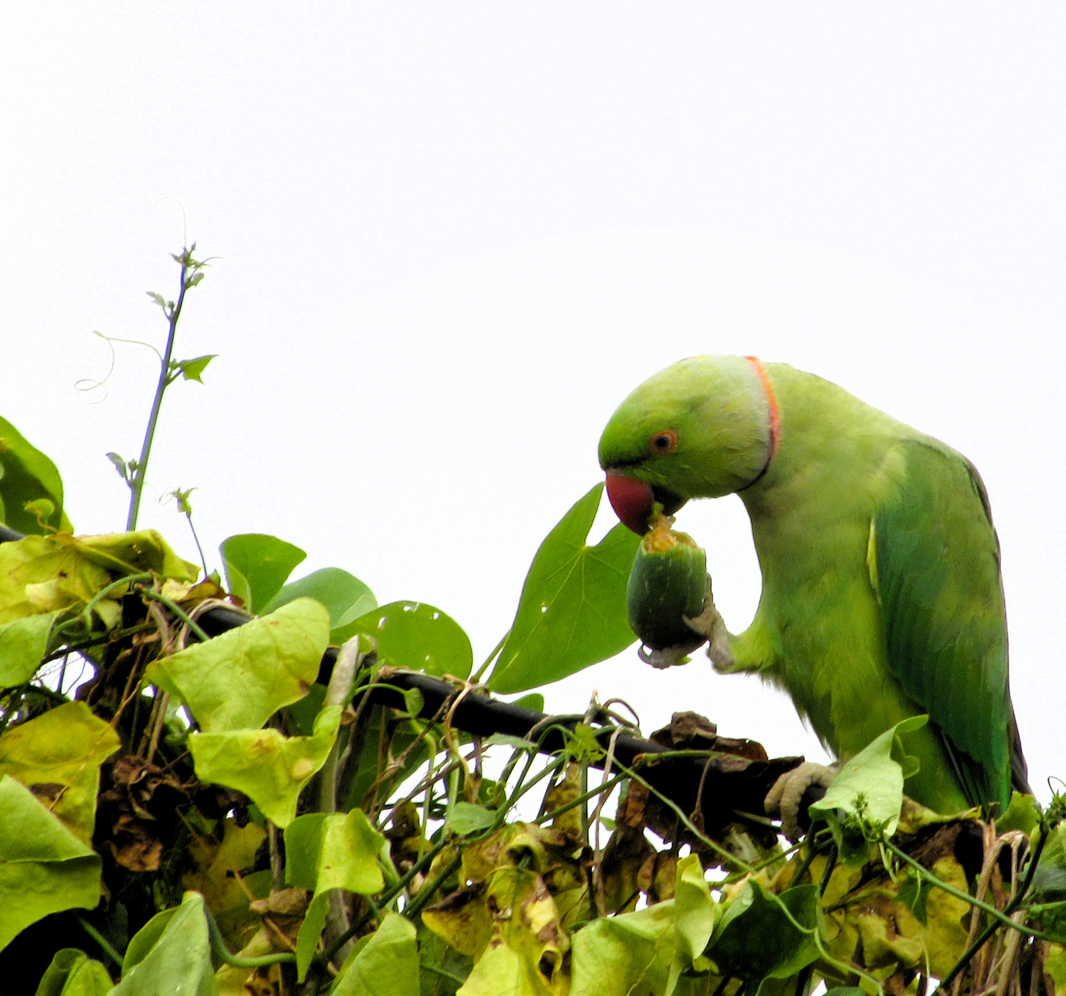 Emerald Parrot in Verdant Perch Biting into a fruit
