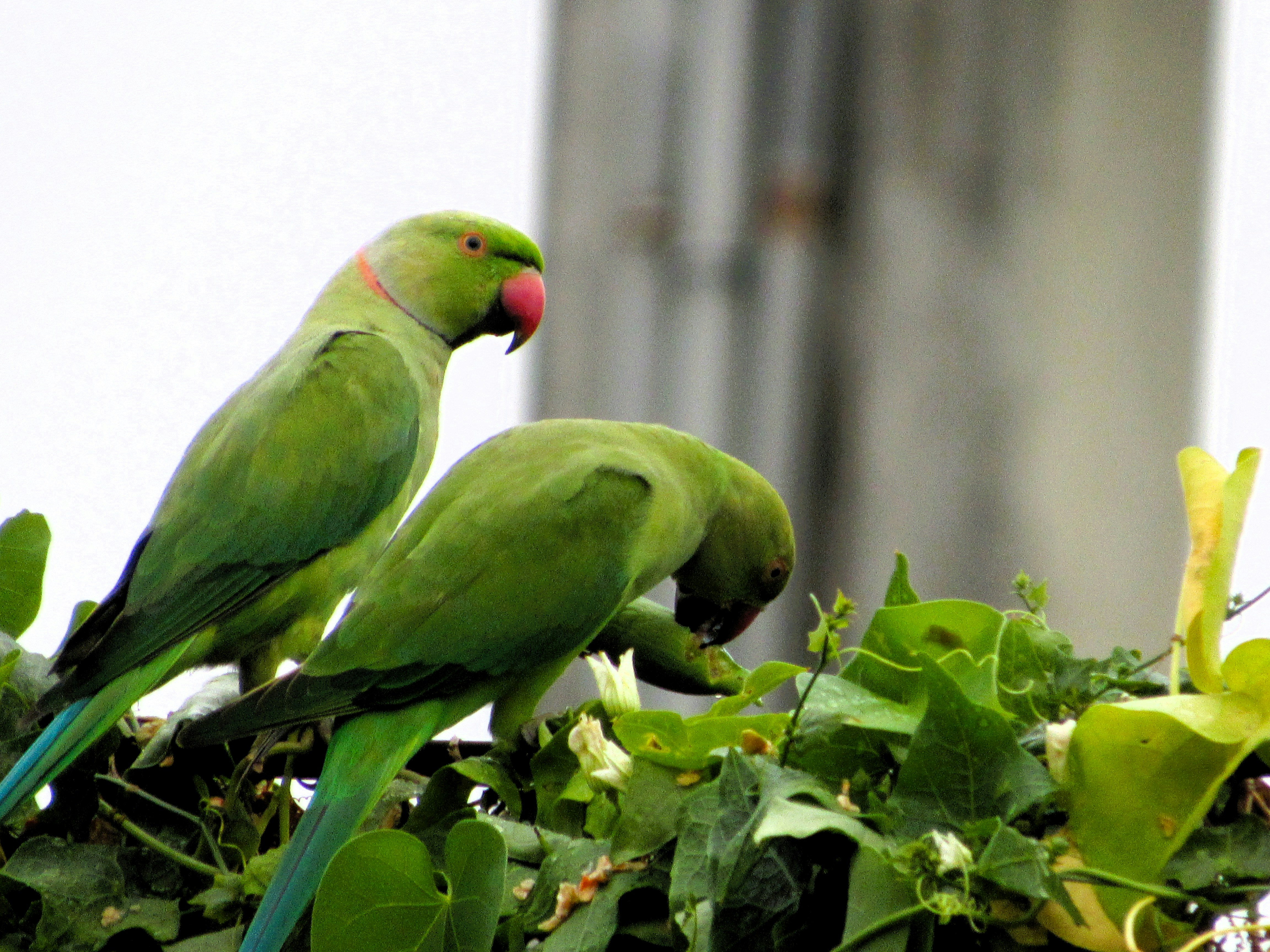 Green Parrots on a Leafy Perch under Soft Light
