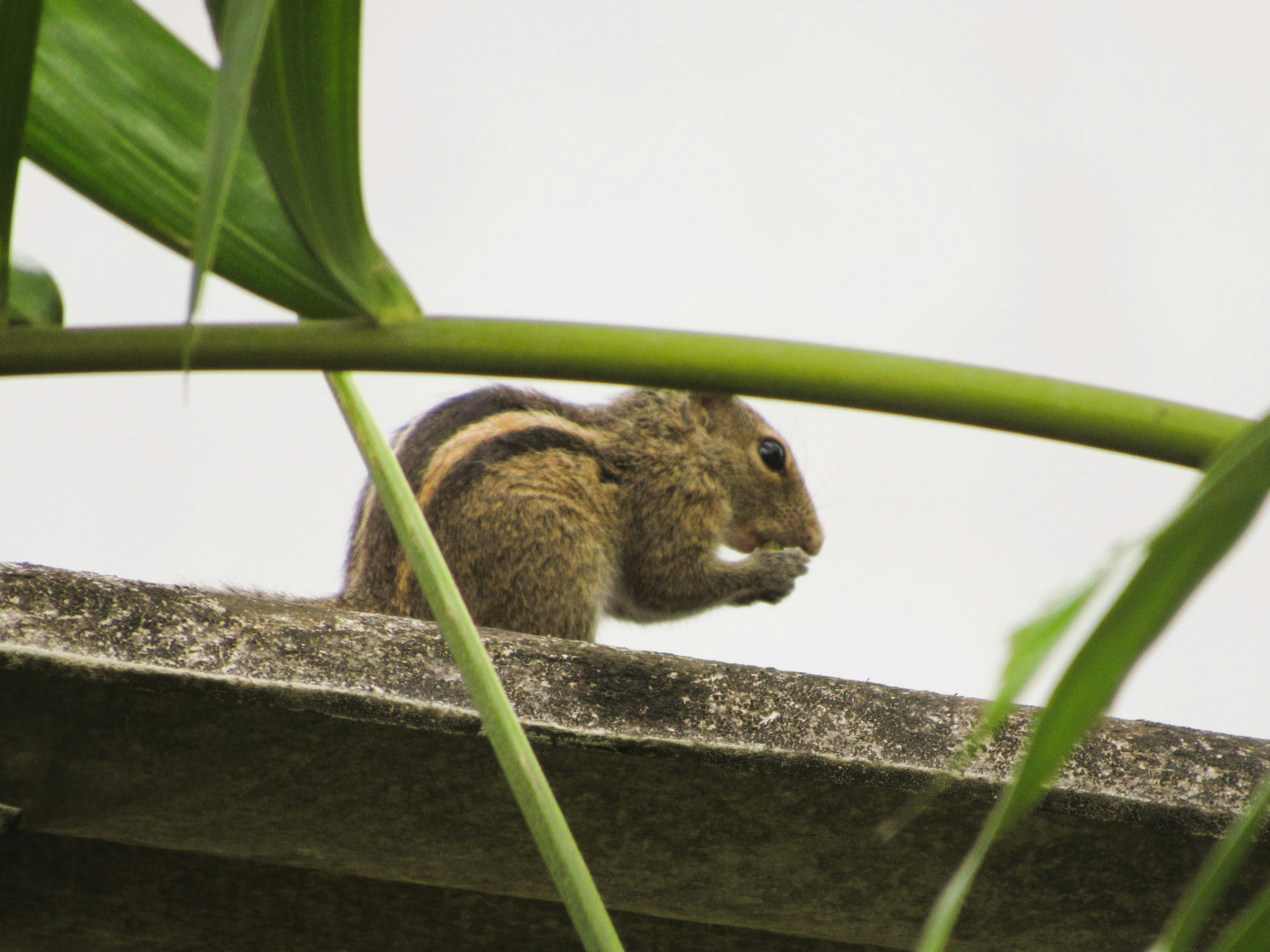Silhouette on the Sill: A Squirrel Paws Along the Concrete