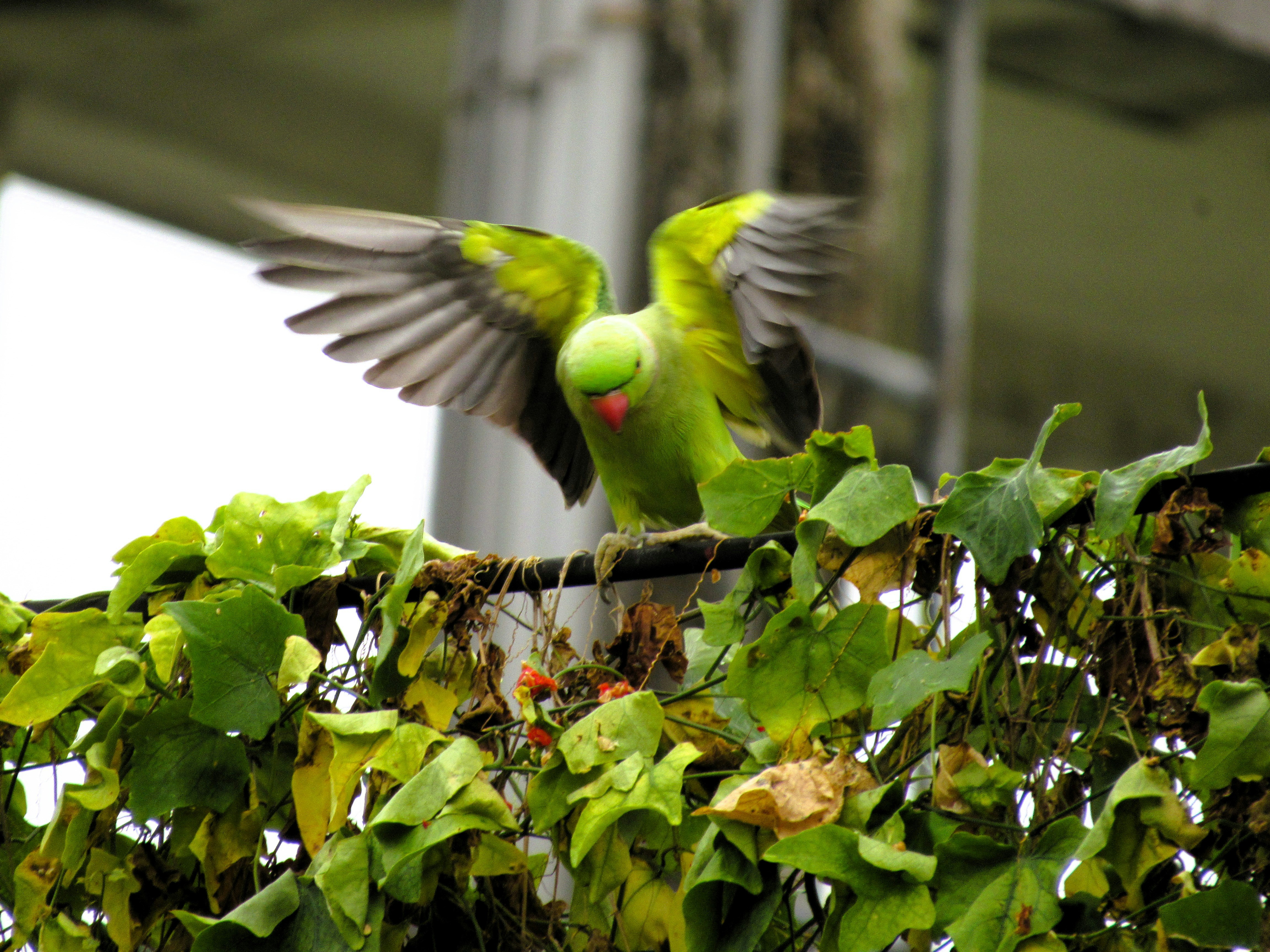 Green Parrot Unfolding Wings Over Ivy Nest