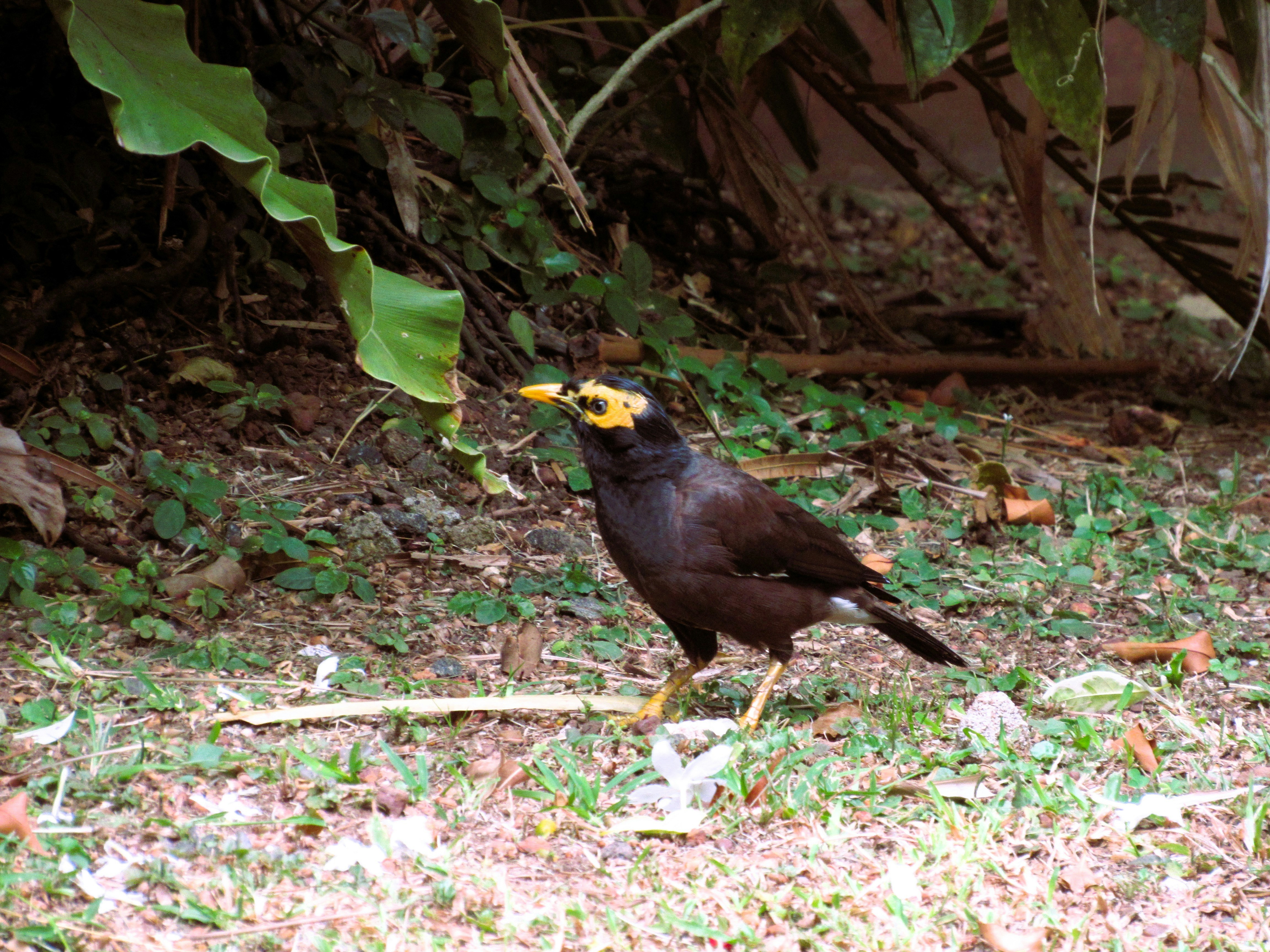 Yellow-beaked Blackbird Scout in Dappled Ground Cover