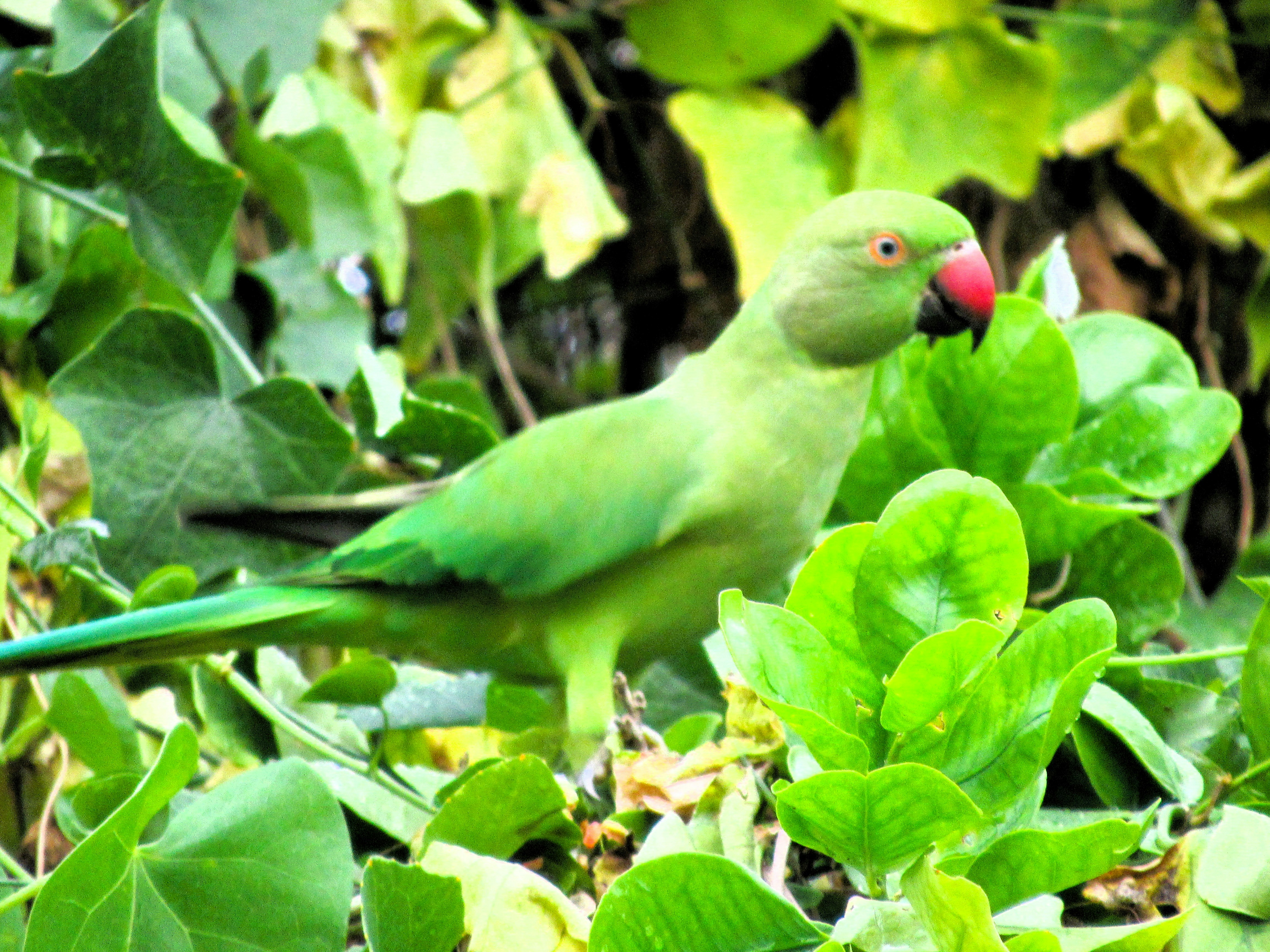 Emerald Parrot in a Sunlit Leafy Patch