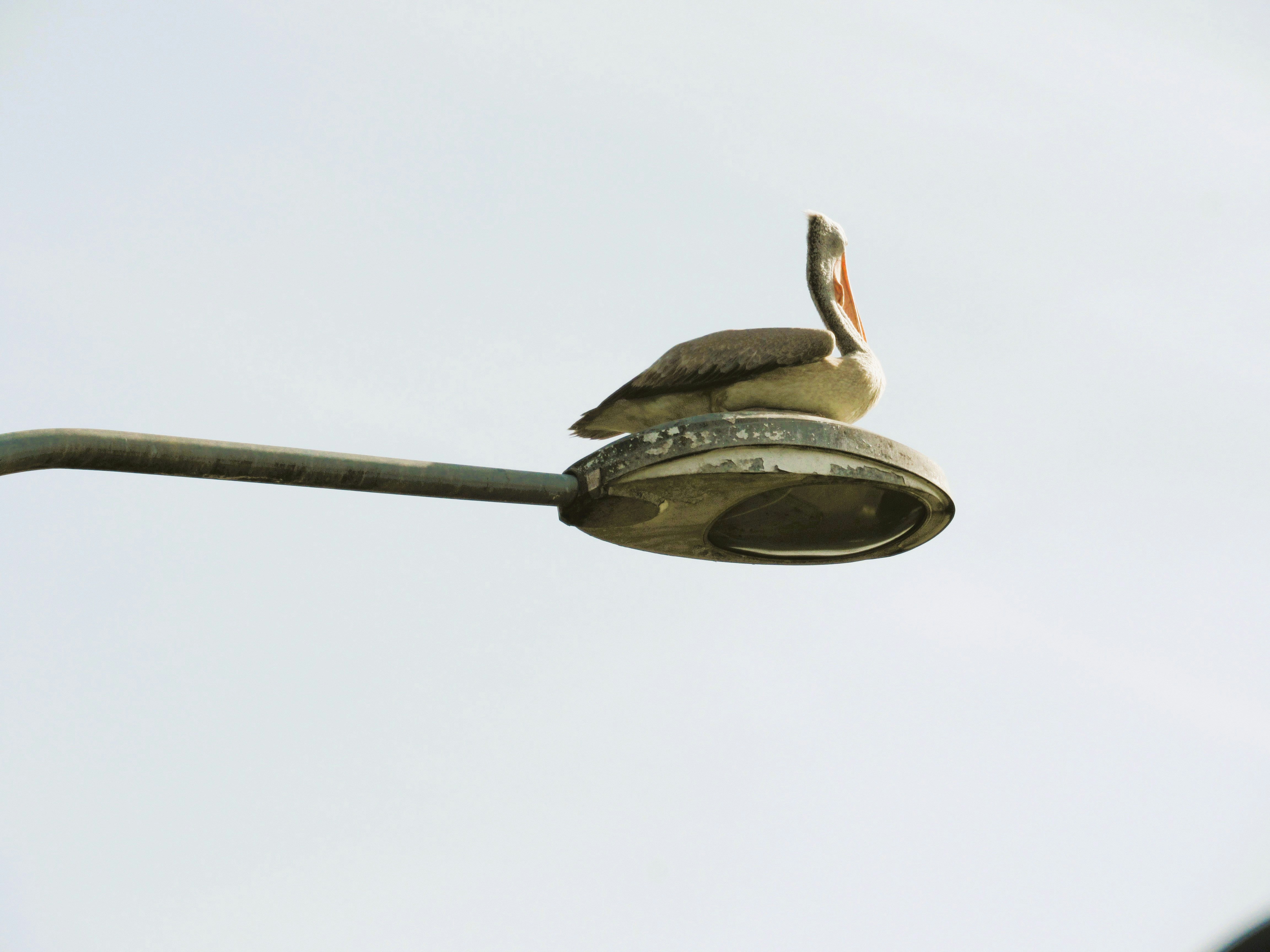 Urban Pelican on a Streetlight: A Quiet Perch Above the City