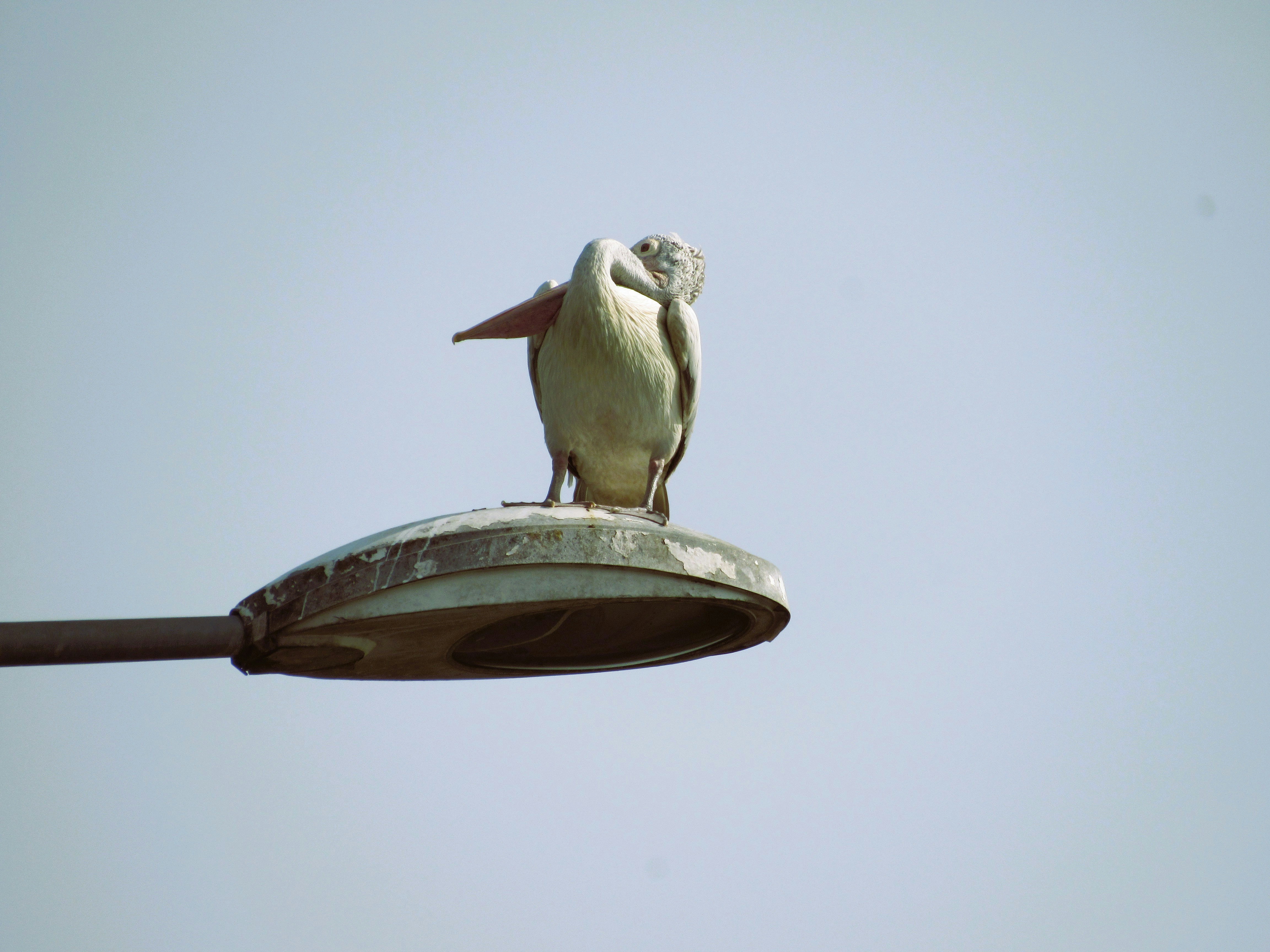 Perched at the Edge: A lone bird surveys the streetlight
