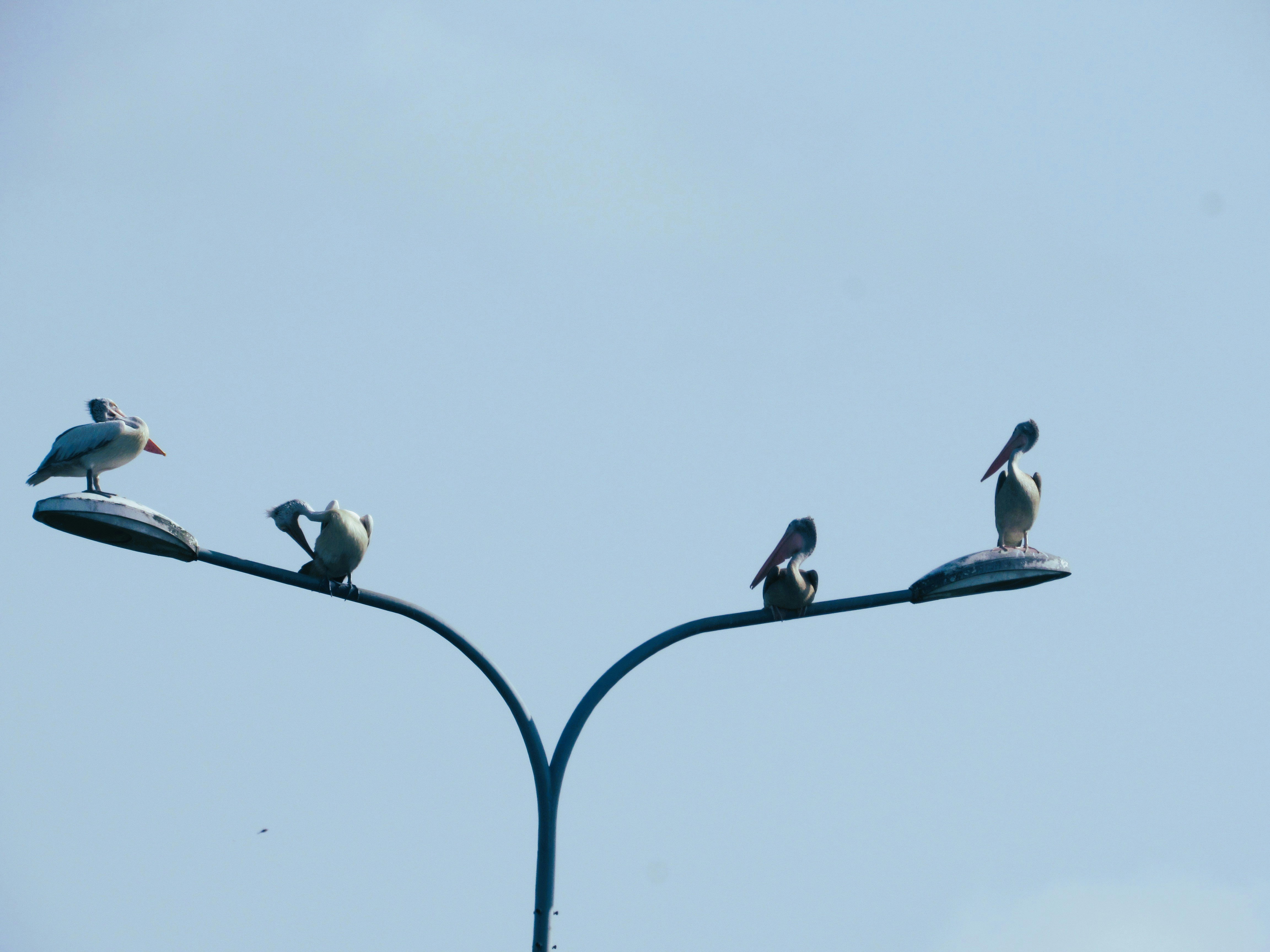 Perched Parade on a Y-Head Street Lamp