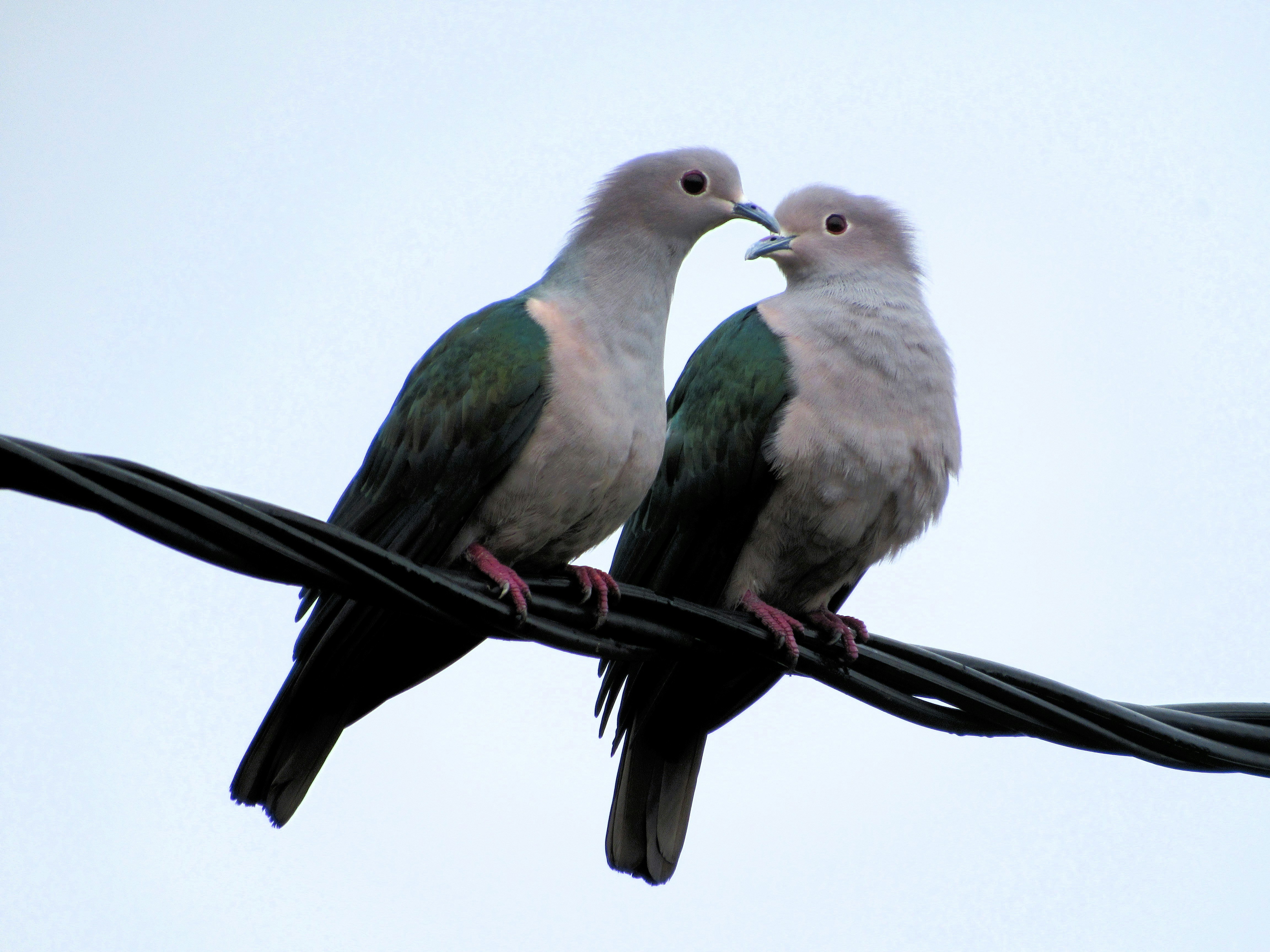 Tandem on Tension: Pair of Doves on a Wire