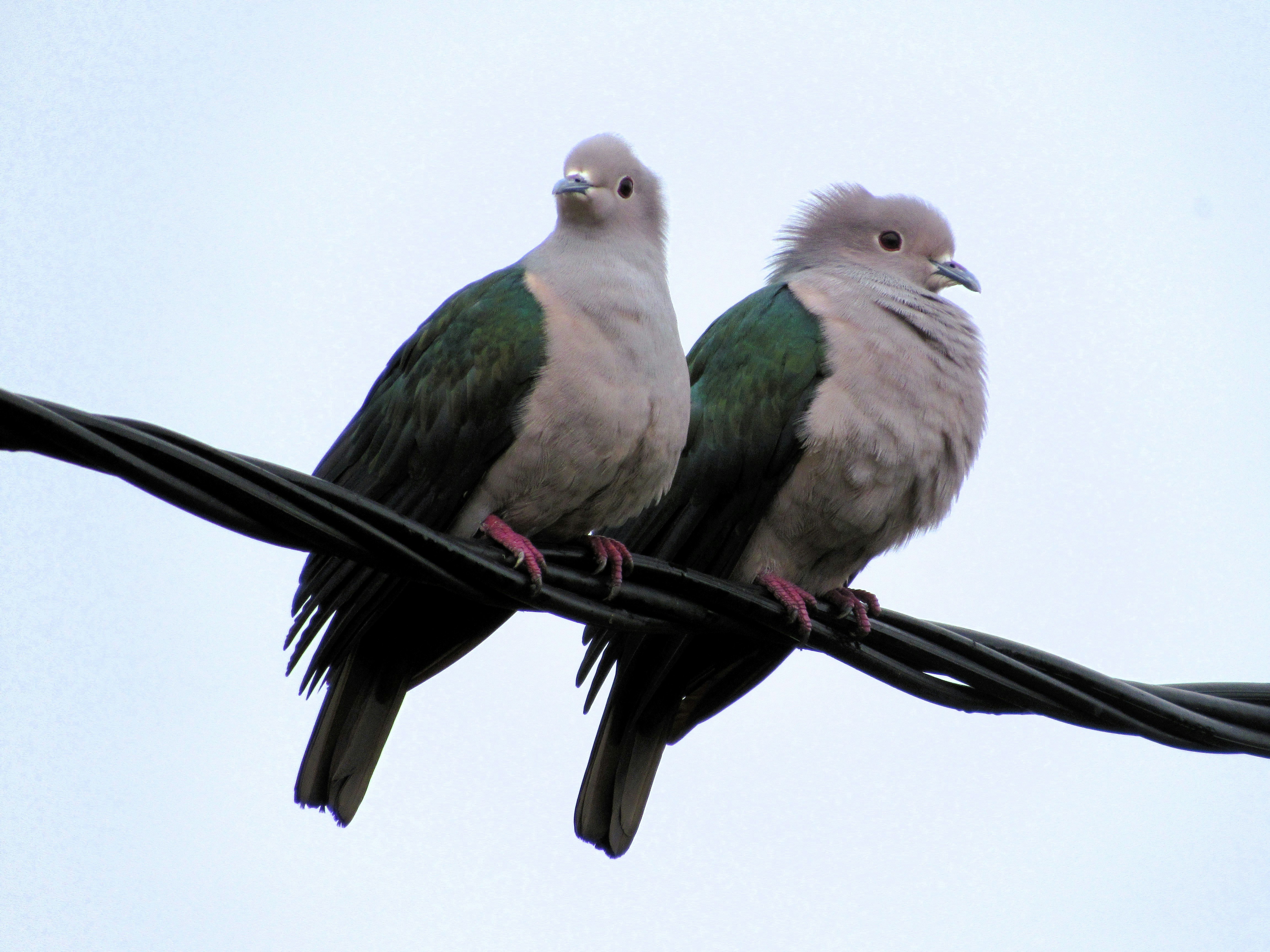 Paired Green-Wold Doves Resting on Tense Wires