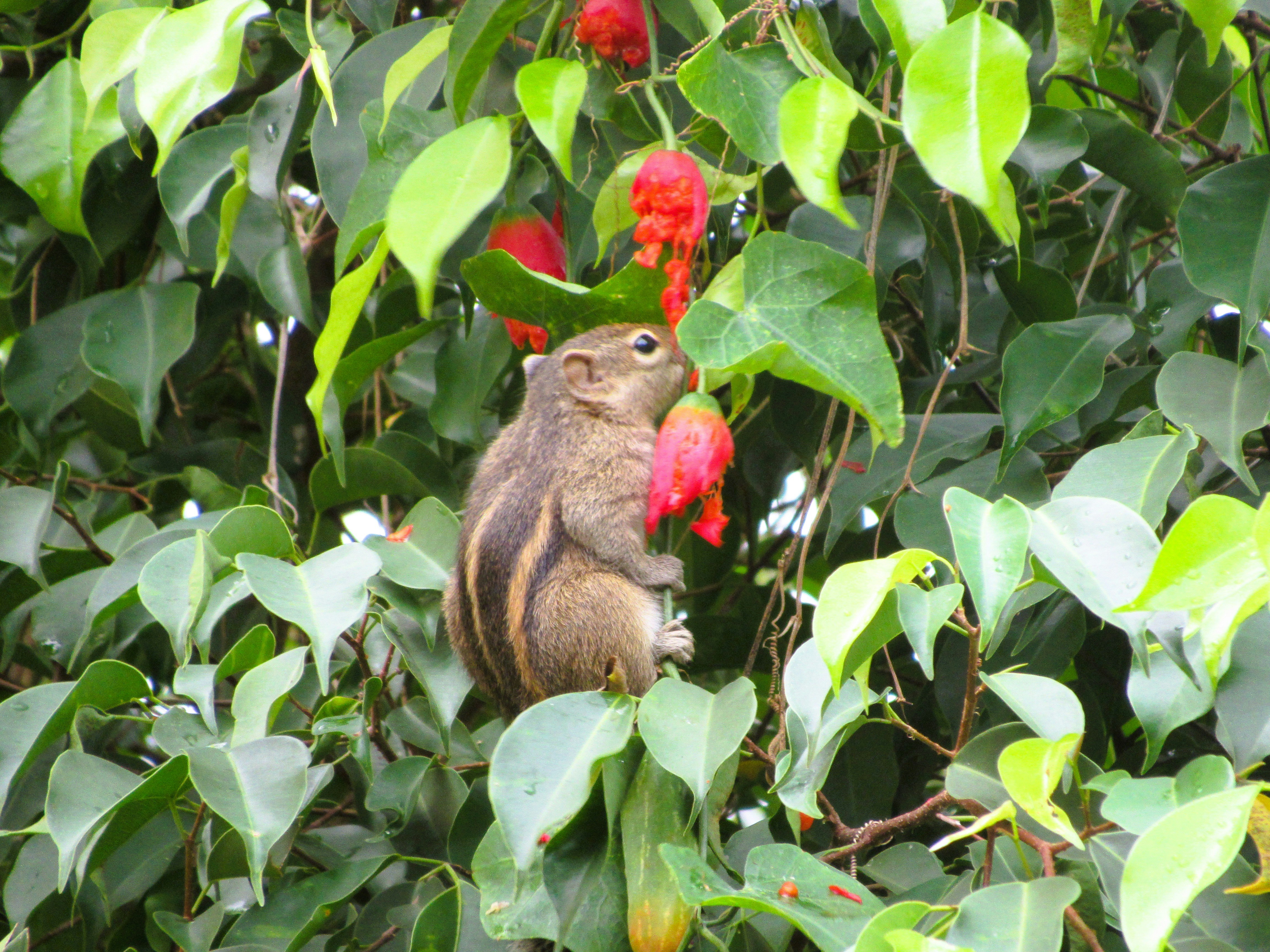 Squirrel at a Crimson Bough: a Moment of Quiet Snacktime