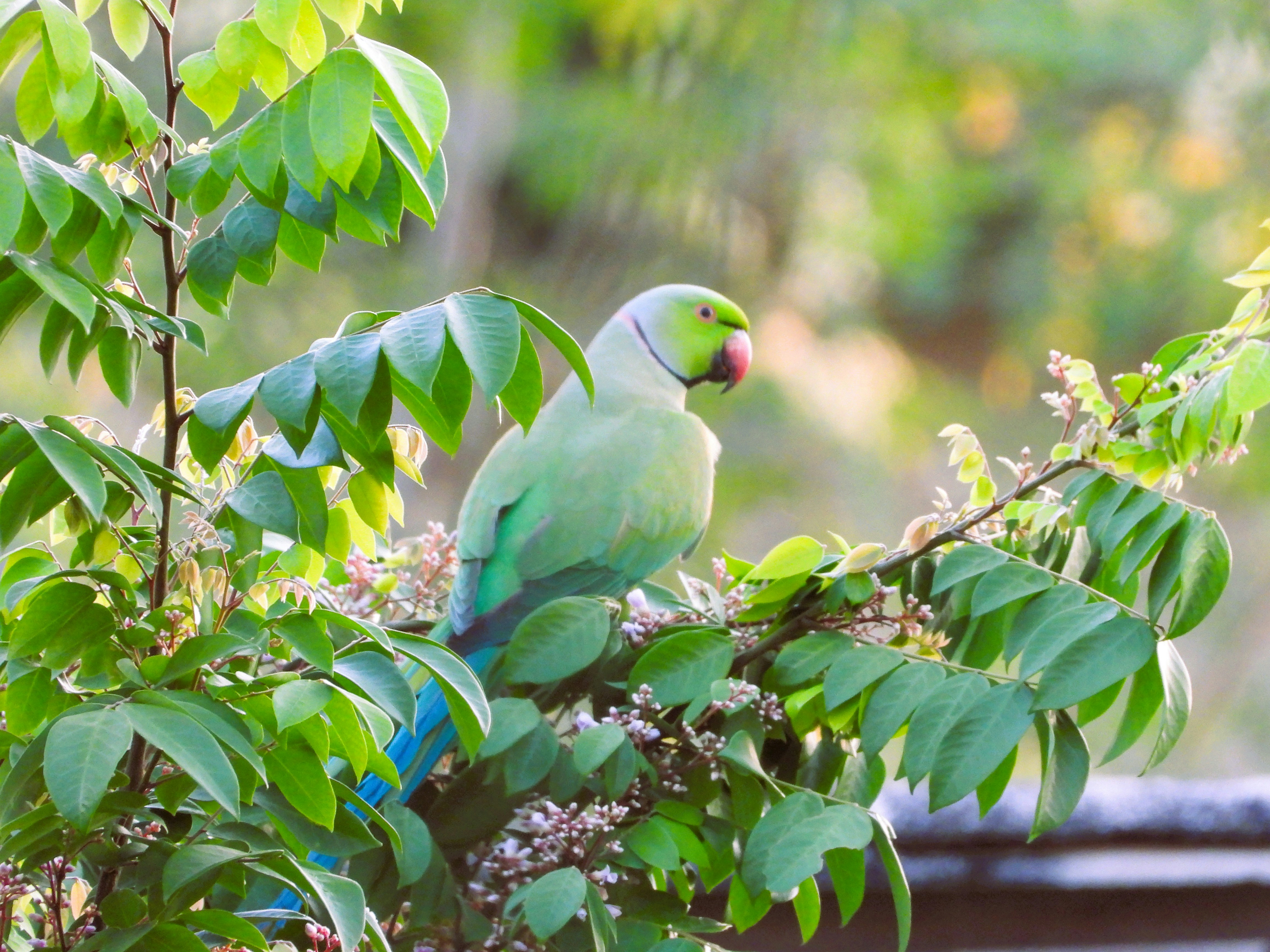 Emerald Core: Pink-Faced Parrot Amid Green Canopy