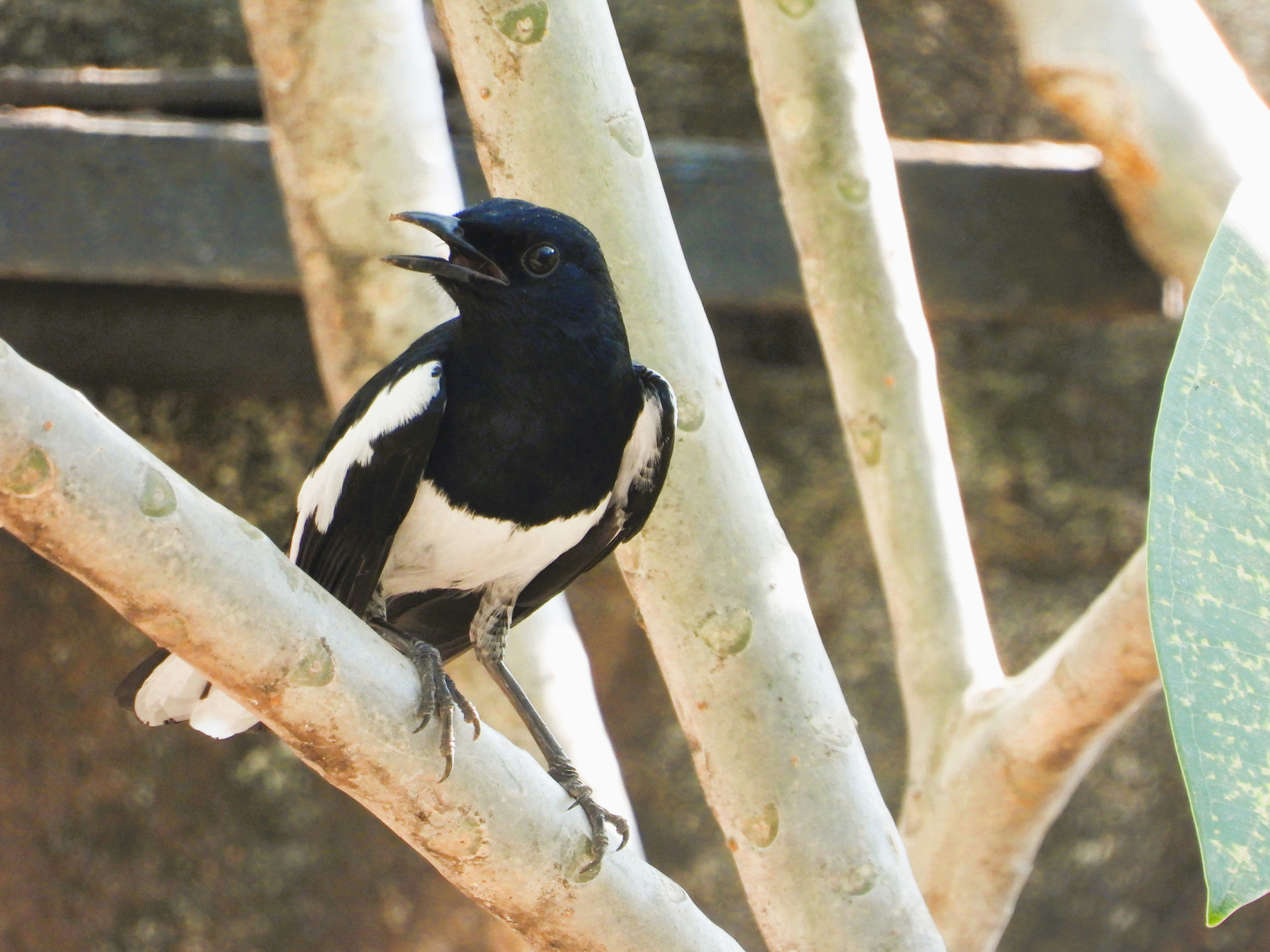 A black-and-white bird perches on pale branches, beak open as if singing, surrounded by crisscrossing stems and a blurry background. A natural macro-like portrait capturing motion and character.
