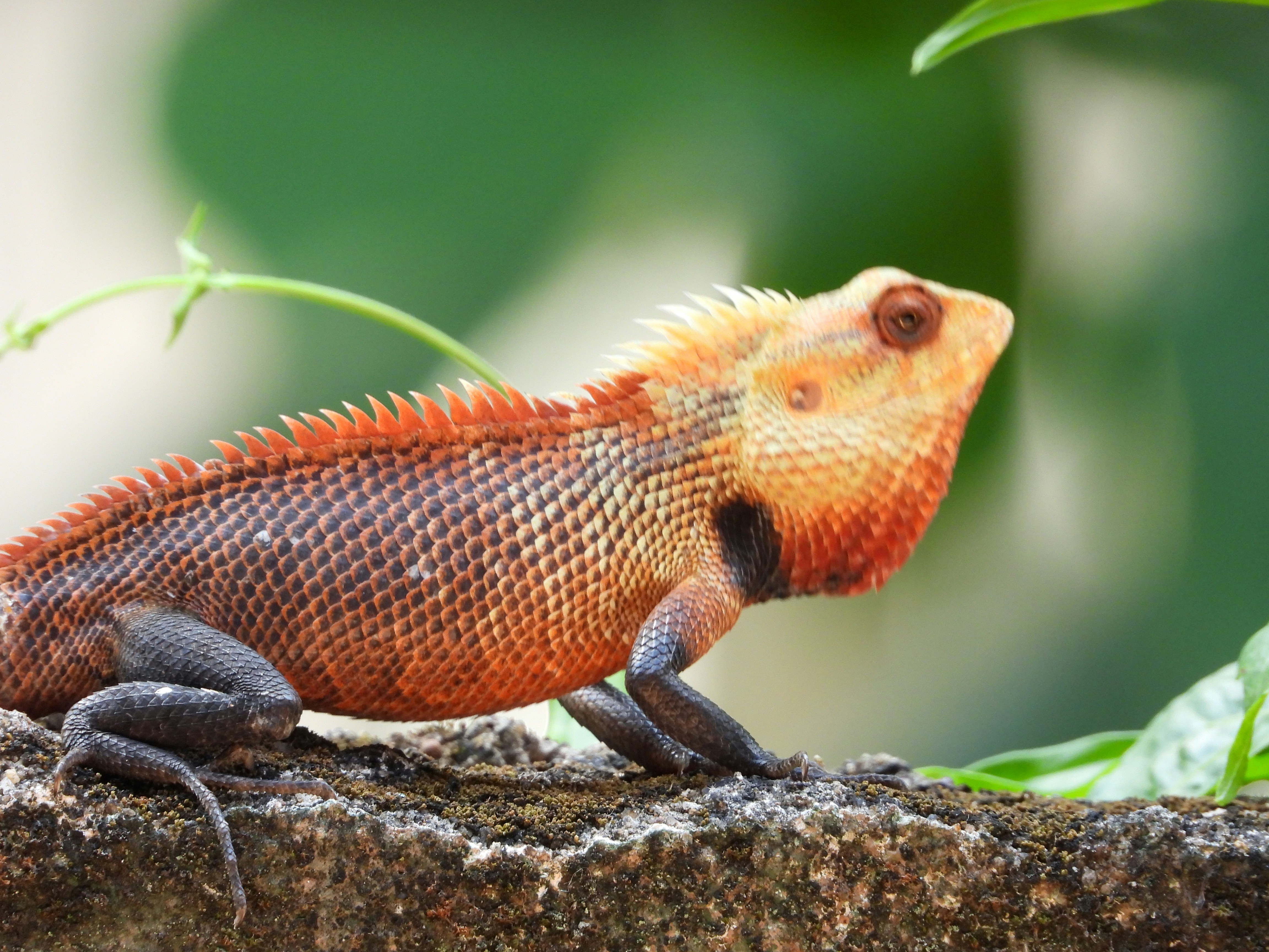 Crimson-crested Lizard on a Mossy Log