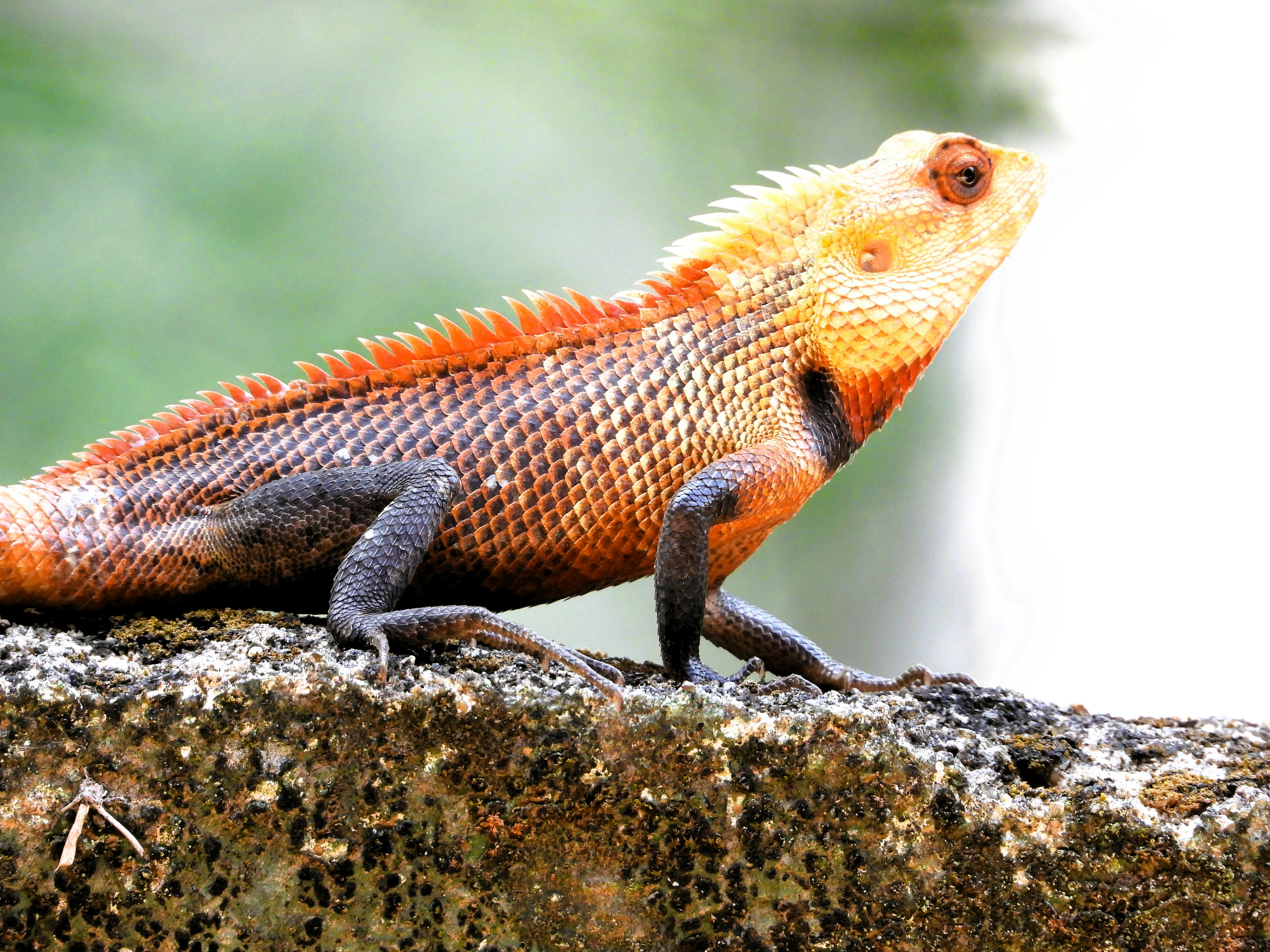 Sunlit Crest: A Bearded Dragon Perched on sun-warmed Rock