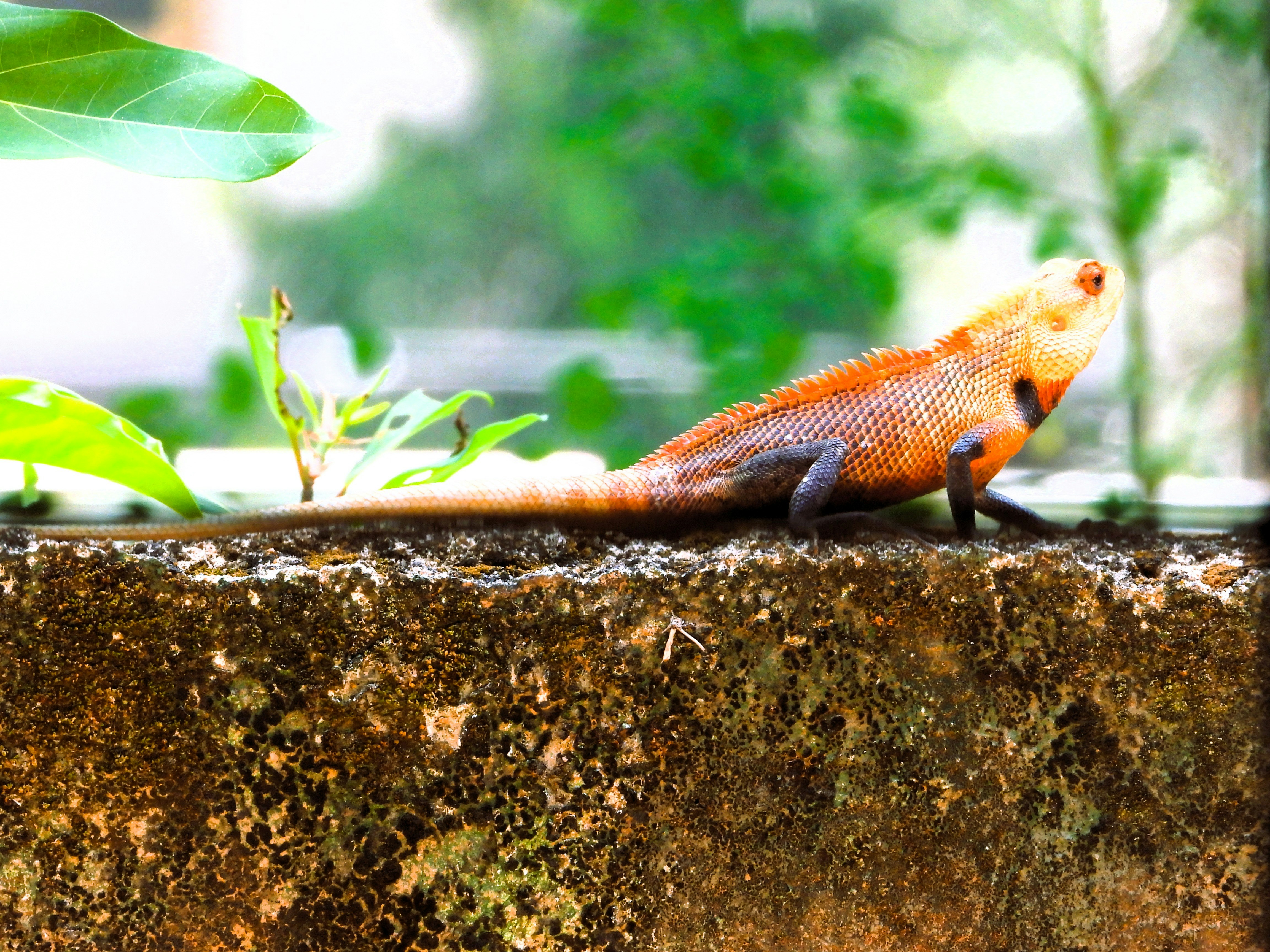 Sunlit Wall Runner: A Colorful Lizard Perched Along a Mossy Barrier