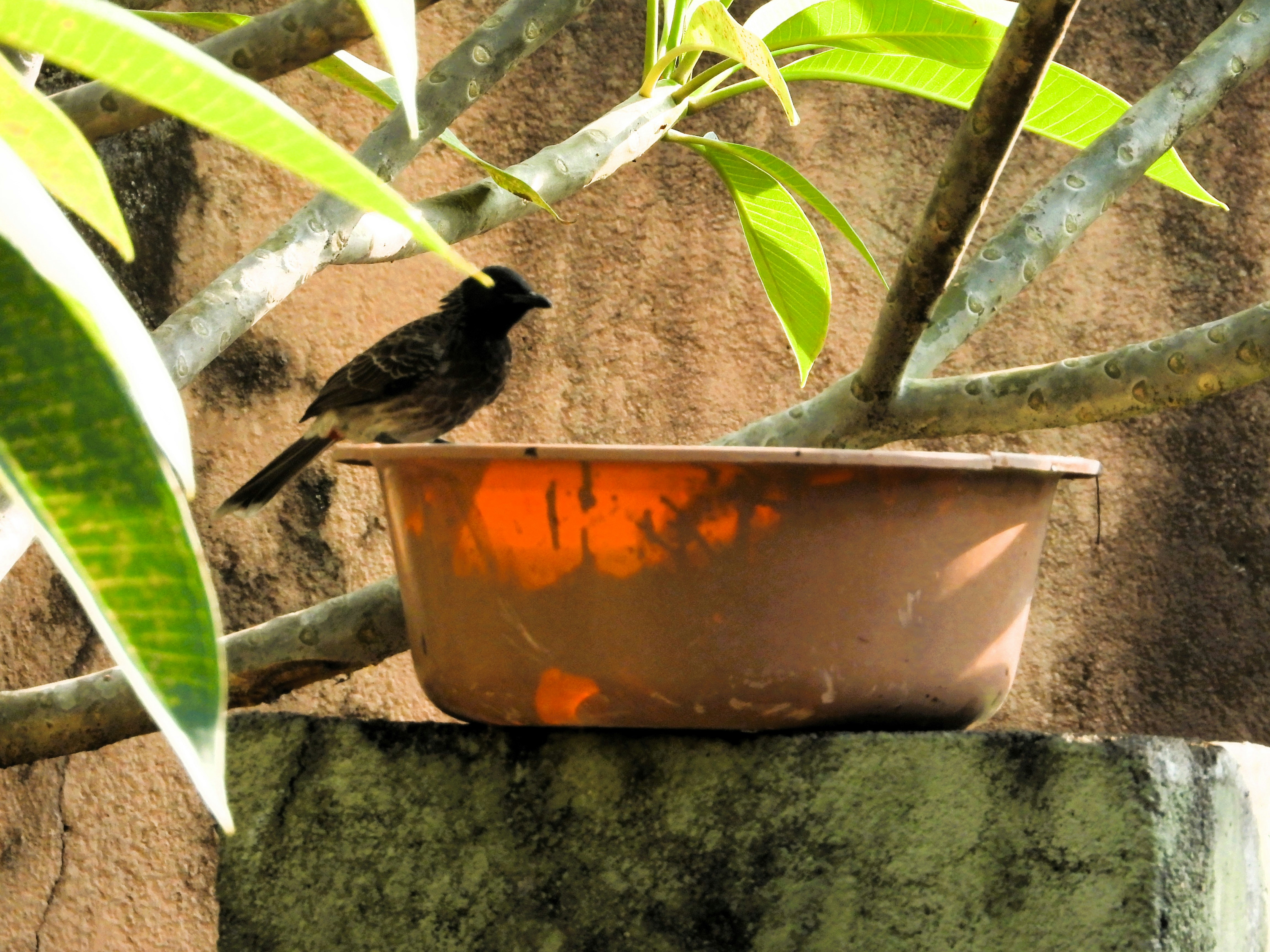 Blackbird perched beside a clay bowl on a mossy stone; leaves and branches frame the scene, sunlight catching the bowl's surface.
