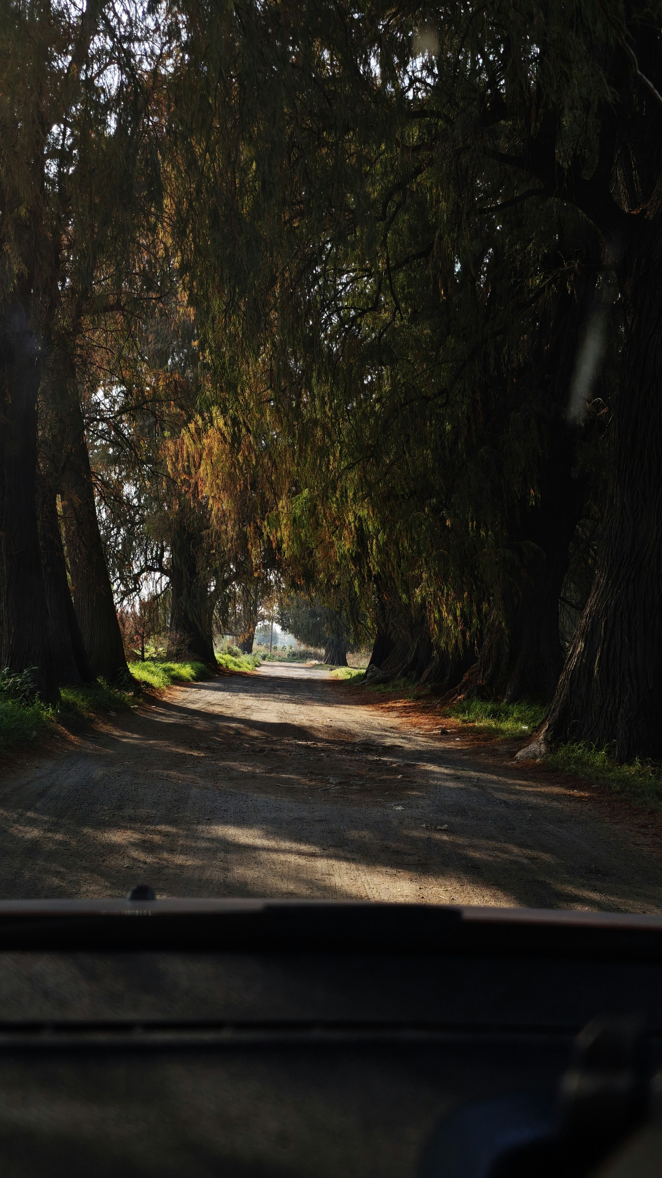 A Road Through Whispering Avenues of Ancient Trees