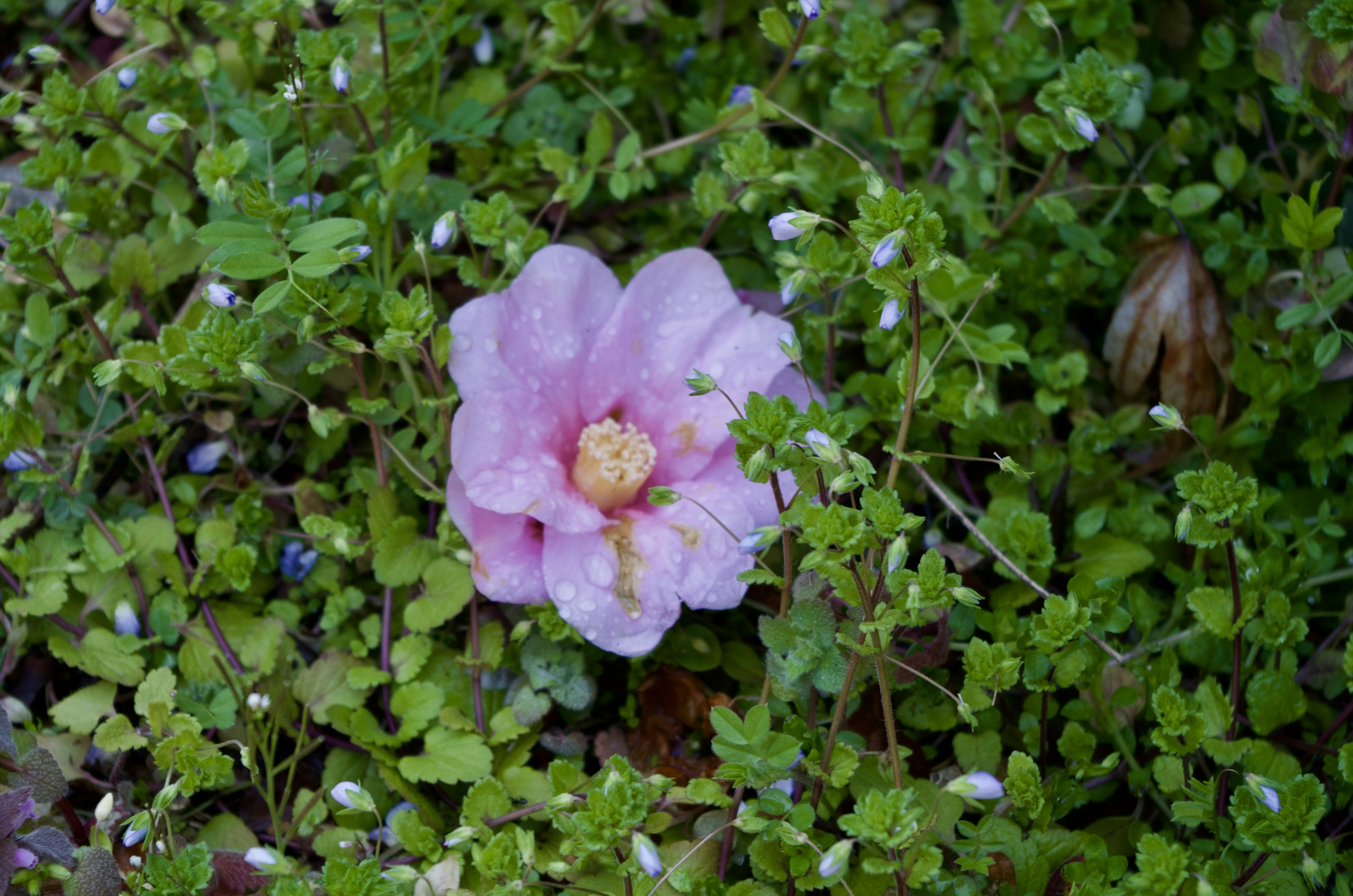 Pink Camellia Peeking Through Green Veil