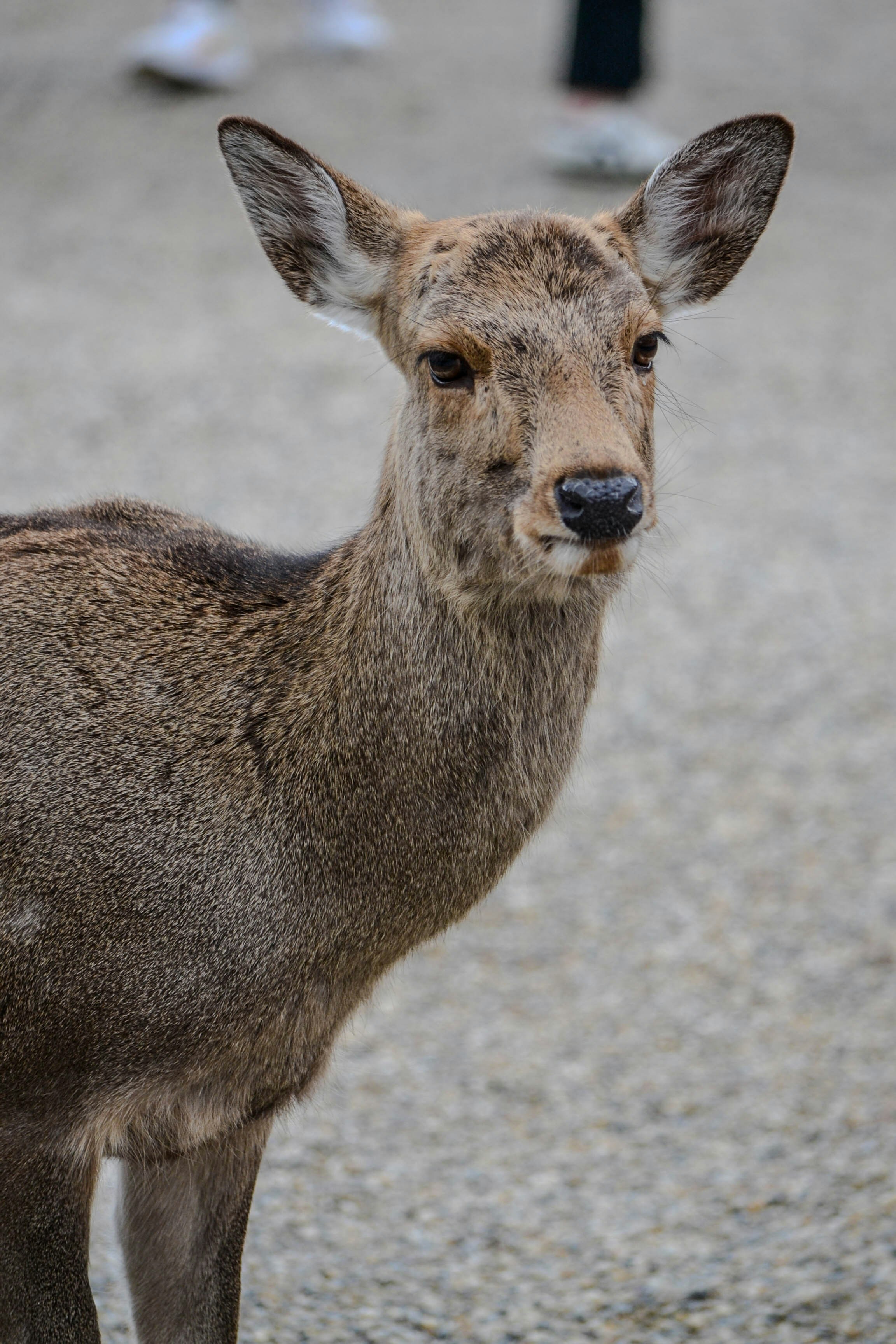 Close-up of a curious deer in a gravel setting