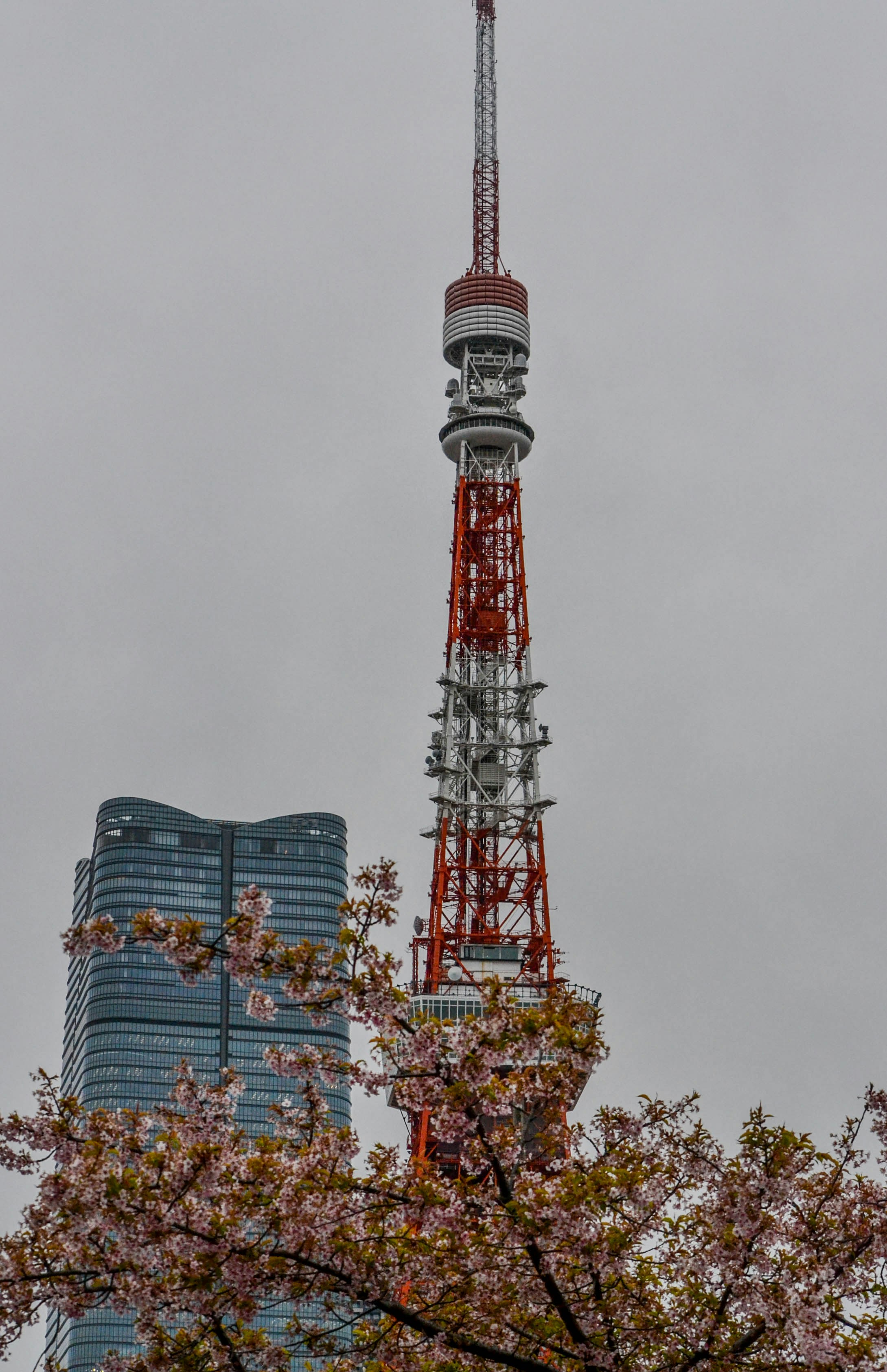 Tokyo Tower rises above cherry blossoms and glass-clad buildings