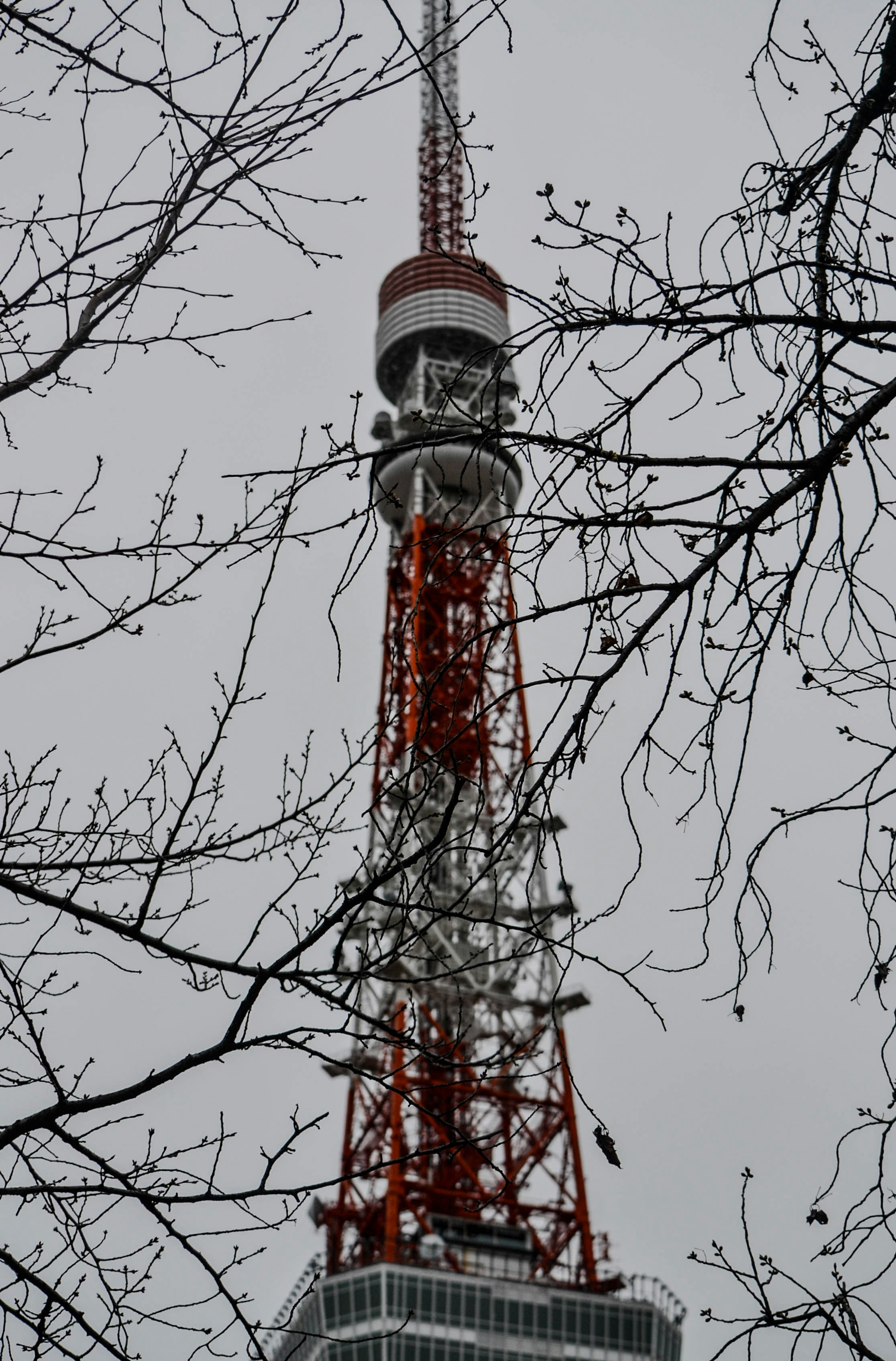 Red Tower Through Winter Branches