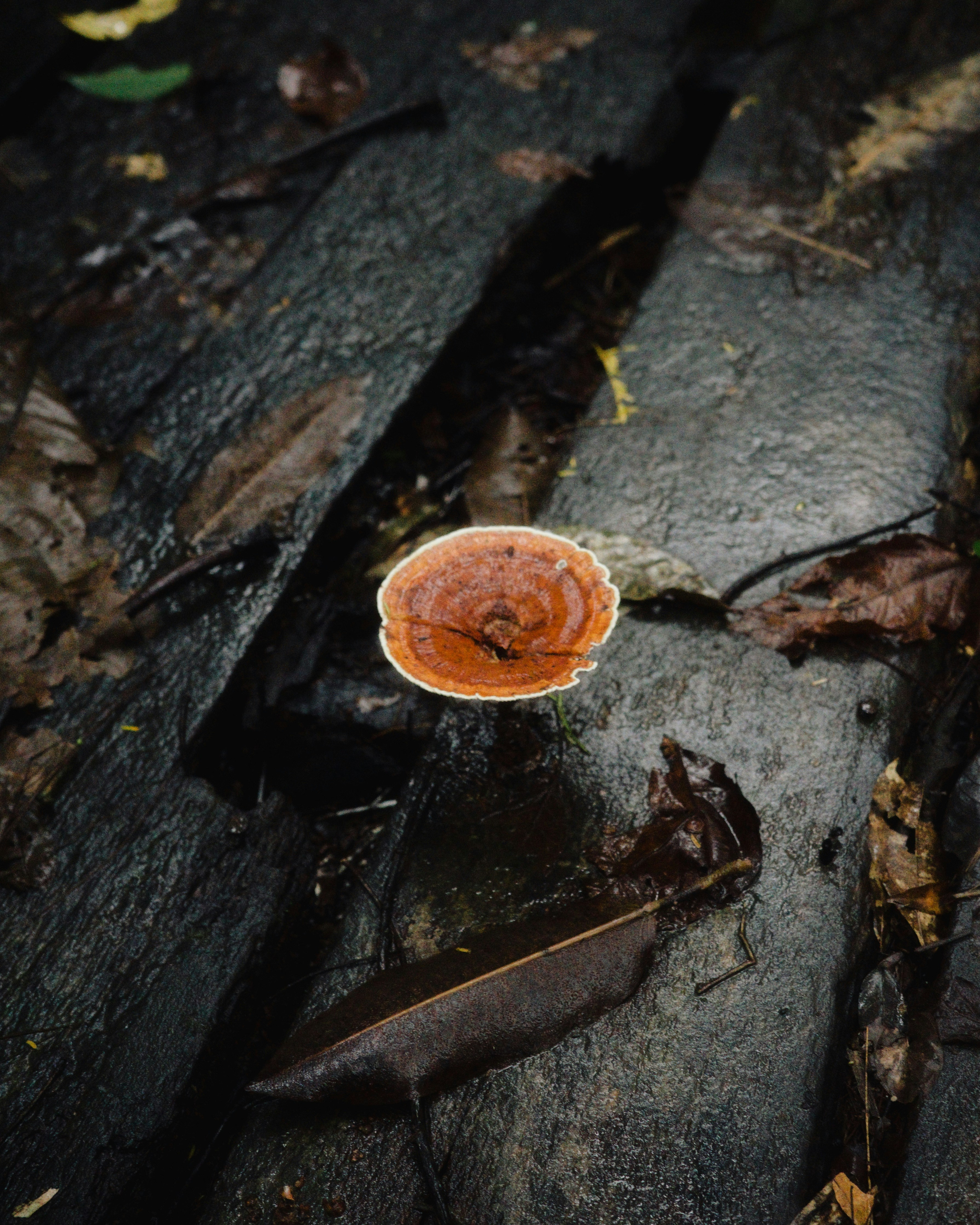 Copper Ring Fungus Nestled on Wet Log