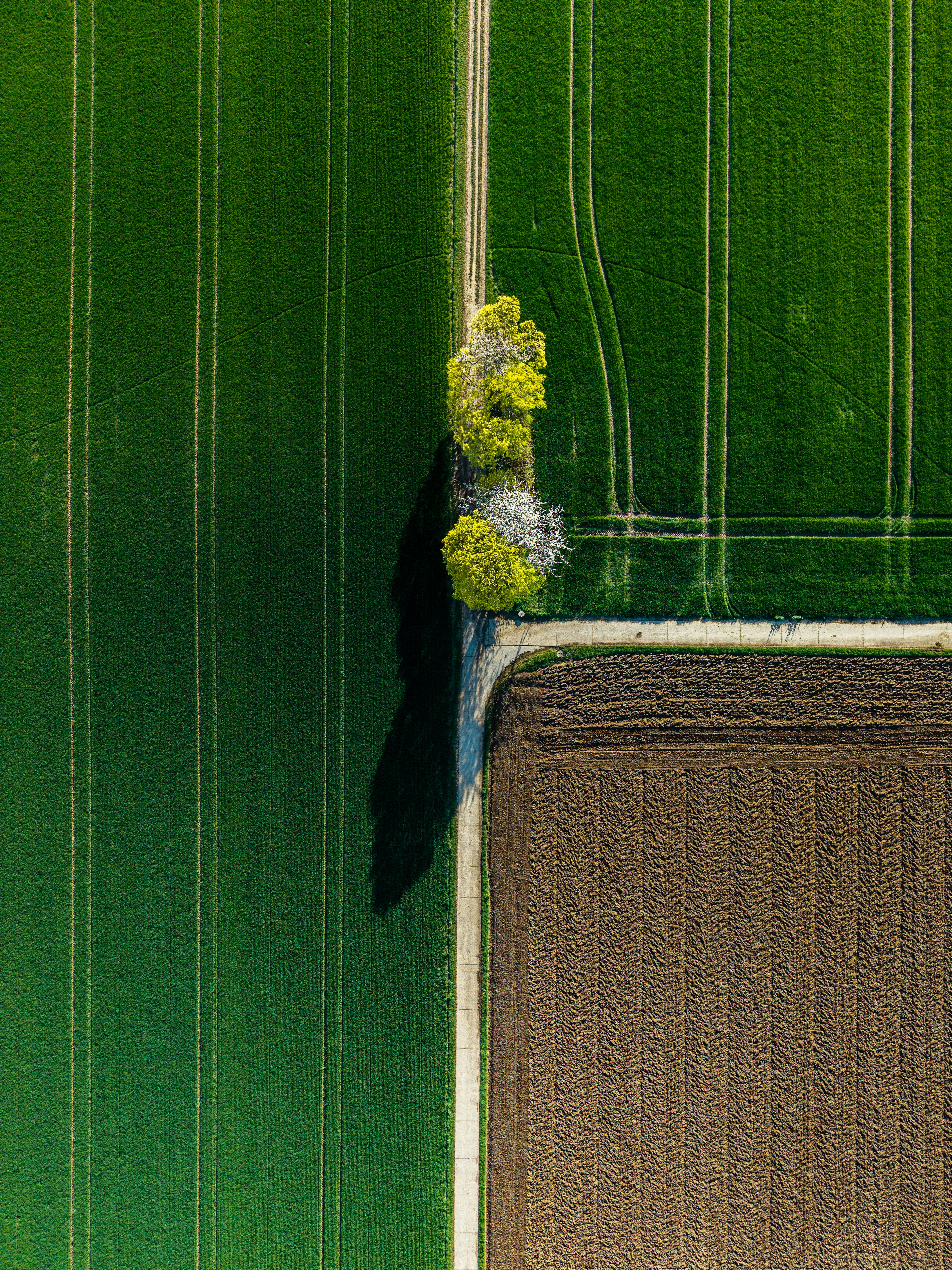 A solitary grove anchors a geometric field of green