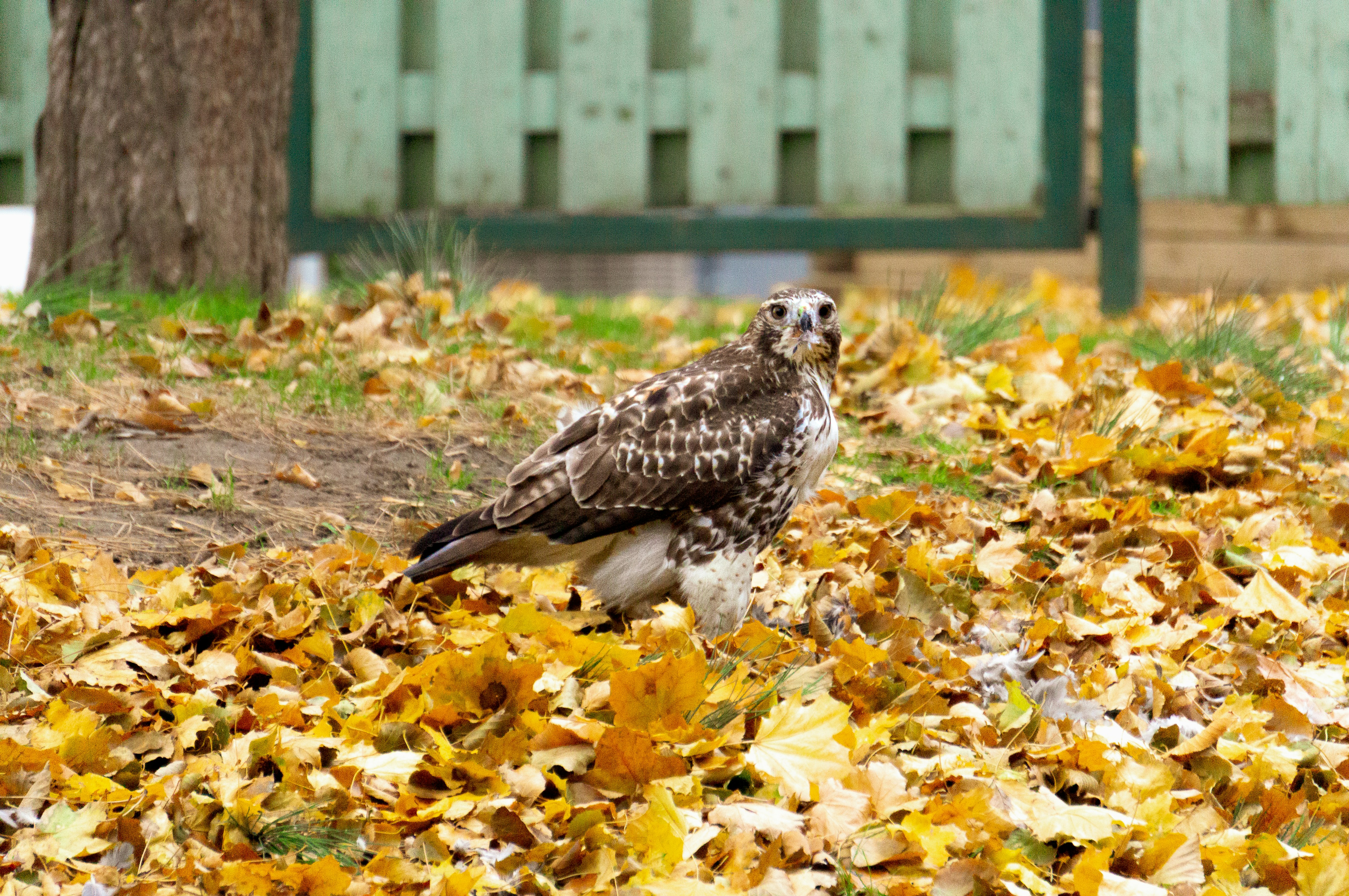 Autumn Watch: Peregrine Plume Amid Golden Leaves