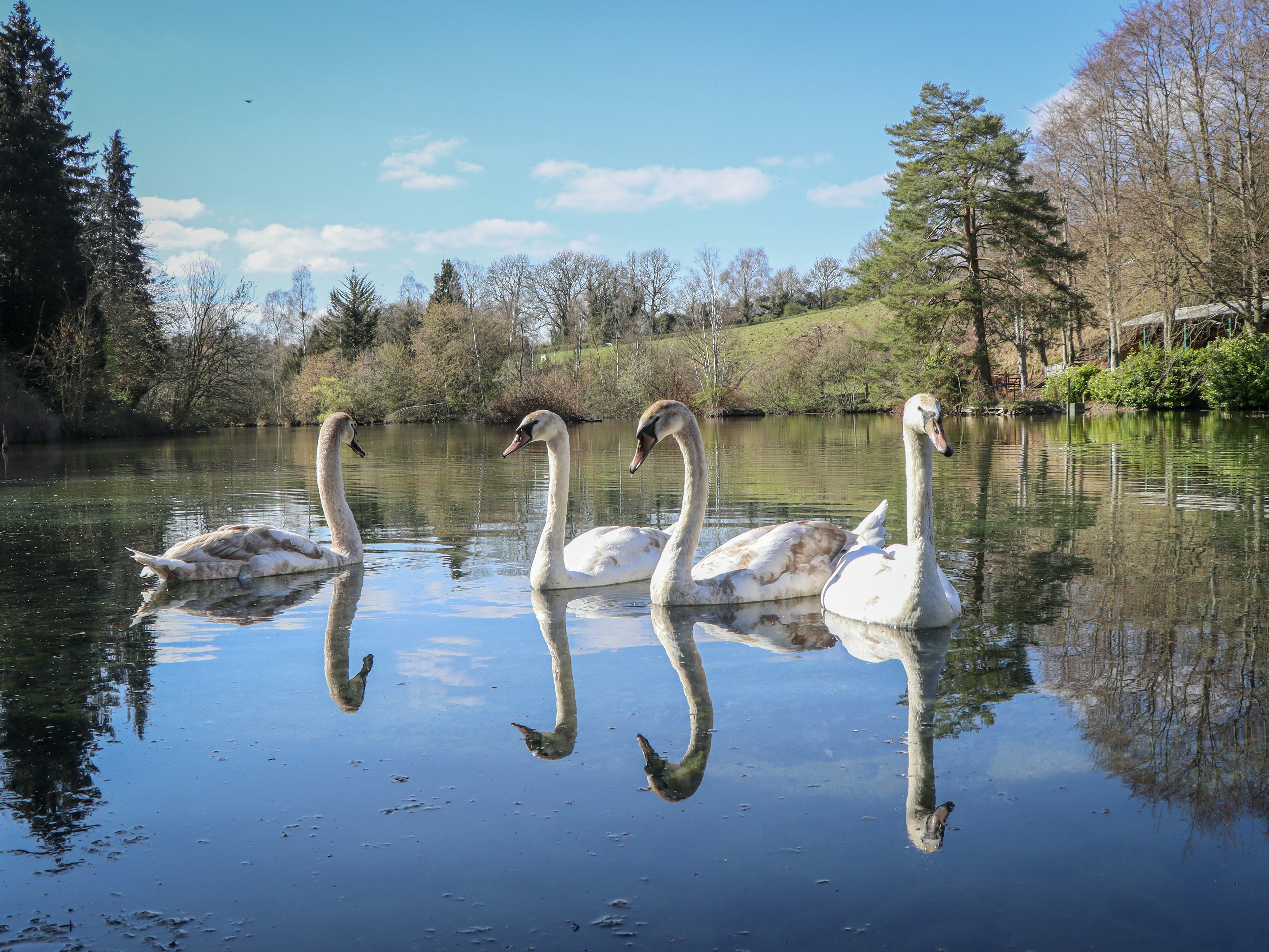 Quintet on Glass: Five Swans Serenade a Quiet Lake