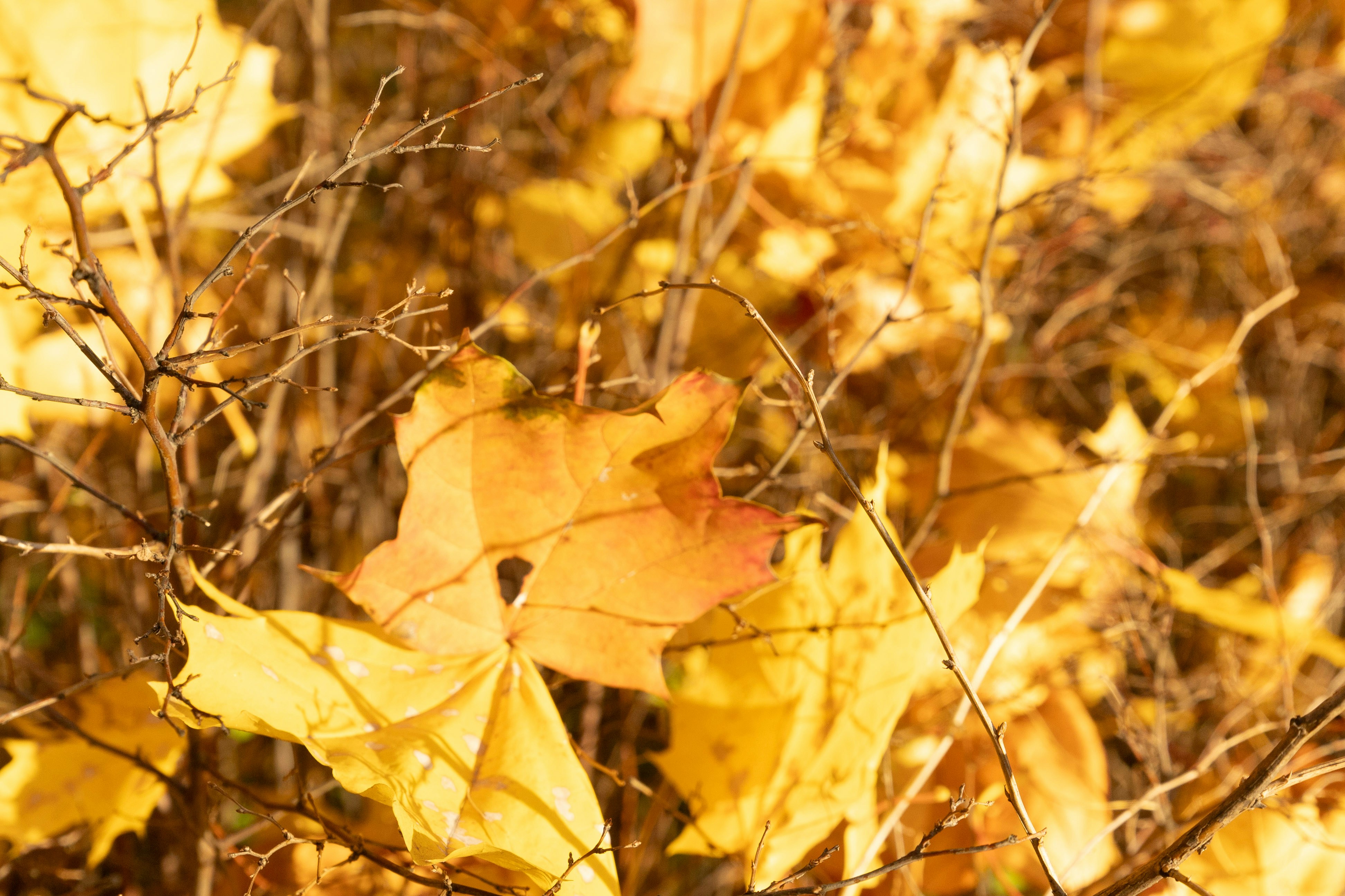 Autumn Moss of Leaves: A Sunlit Tangle of Gold