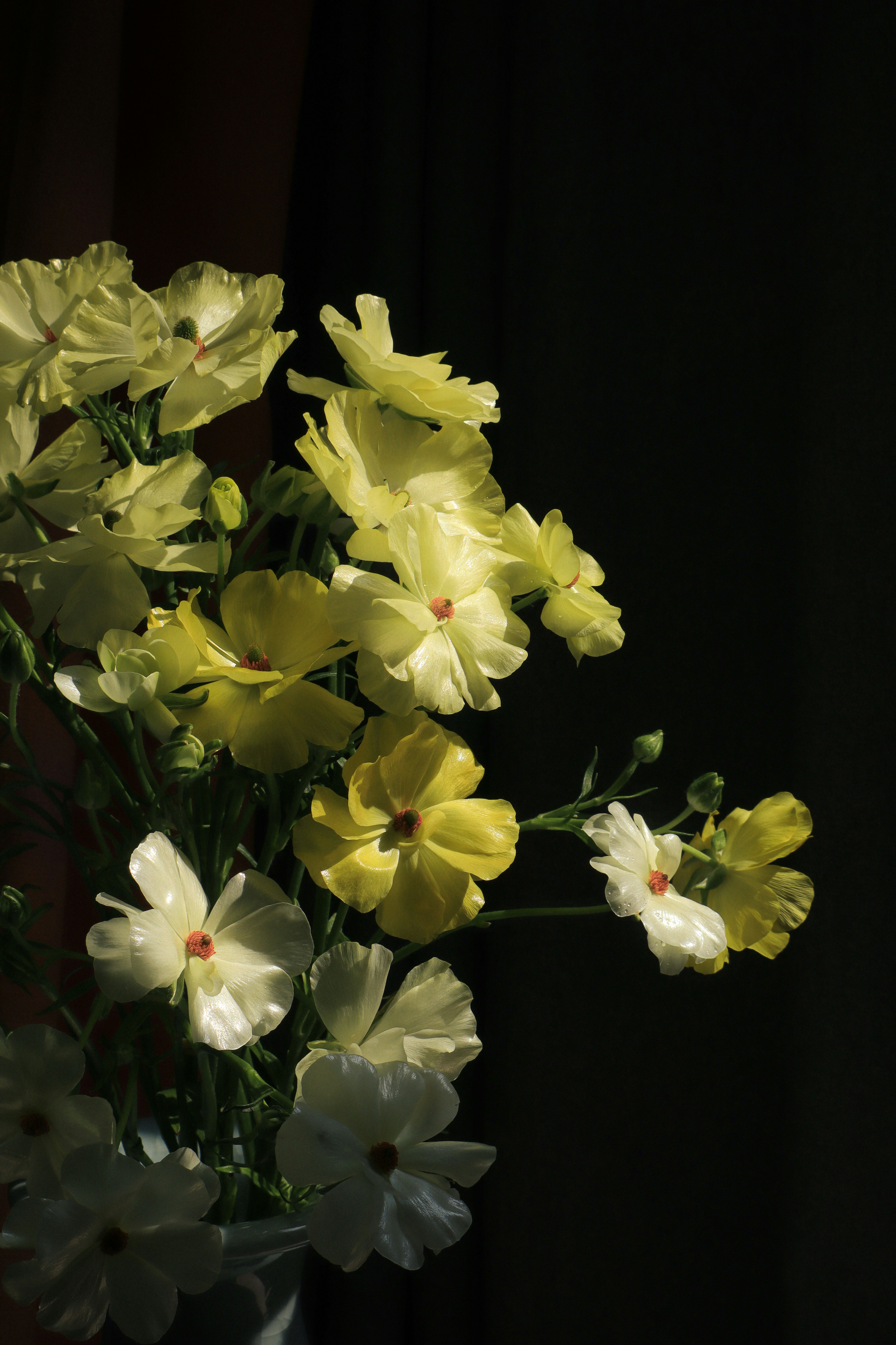 Luminous Daisy Bouquet in Spotlight