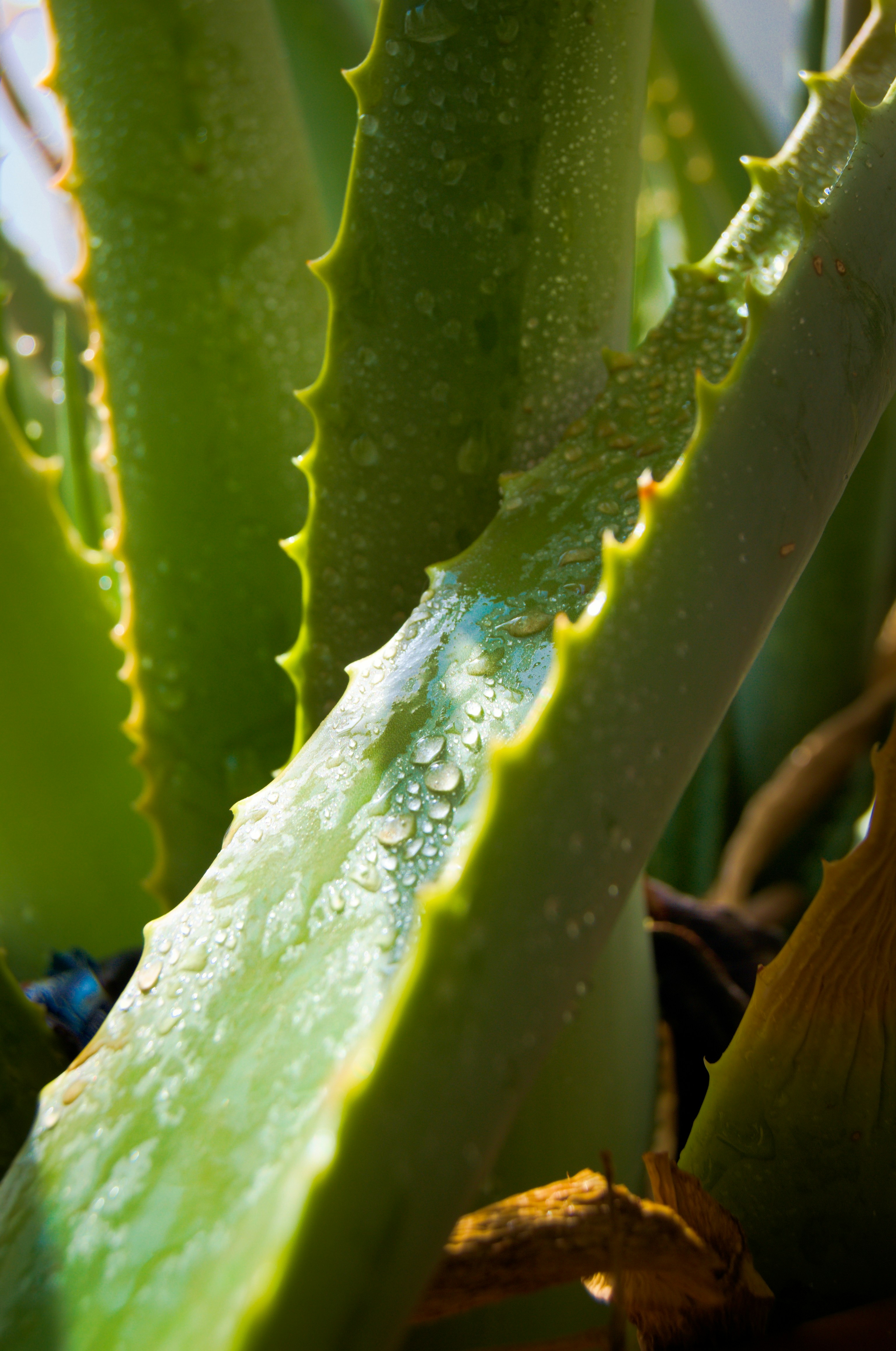 Jungle Armor: Close-Up of Succulent Ribs with Dew