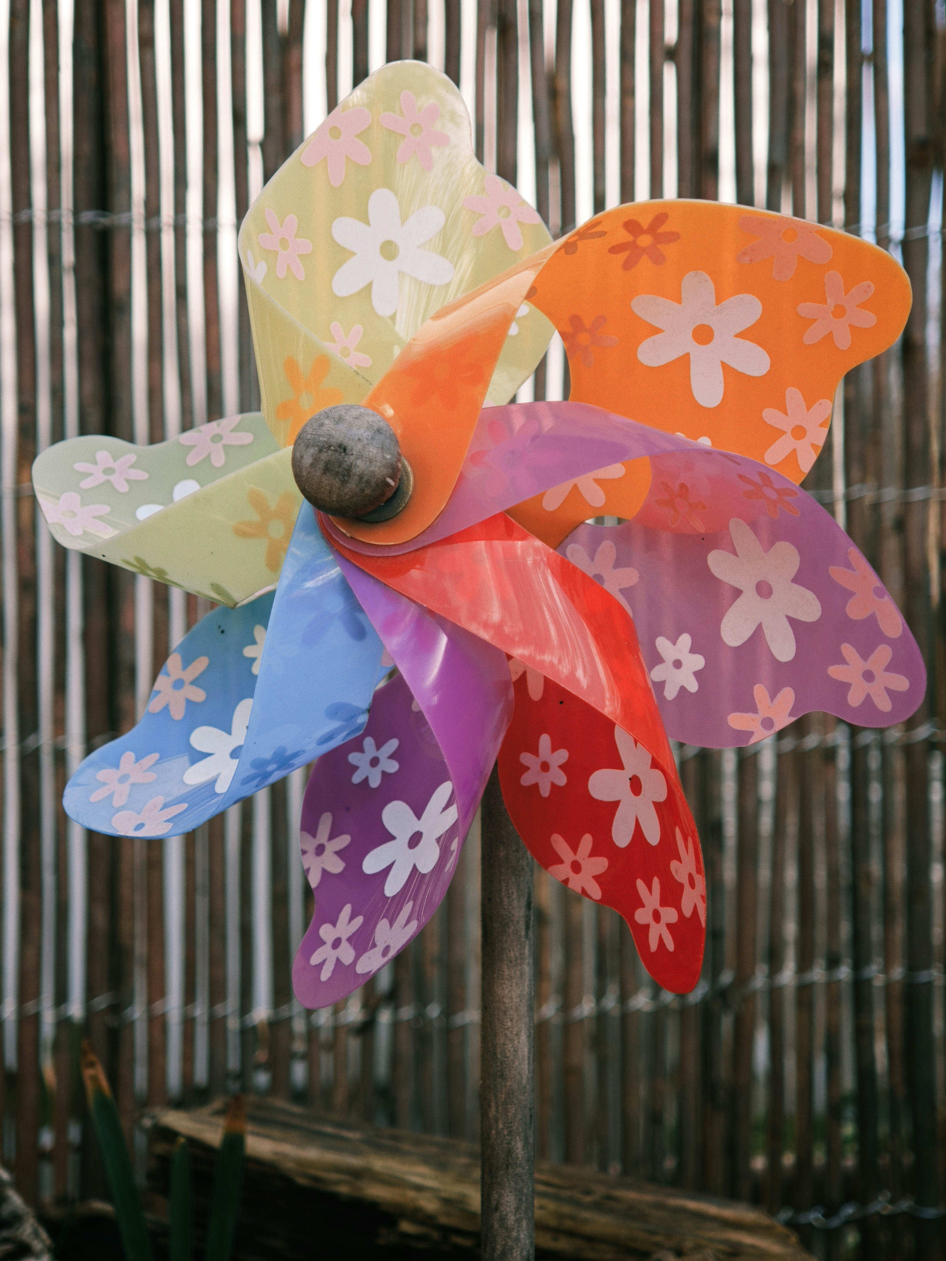Whimsical Pinwheel in a Barbed Backdrop
