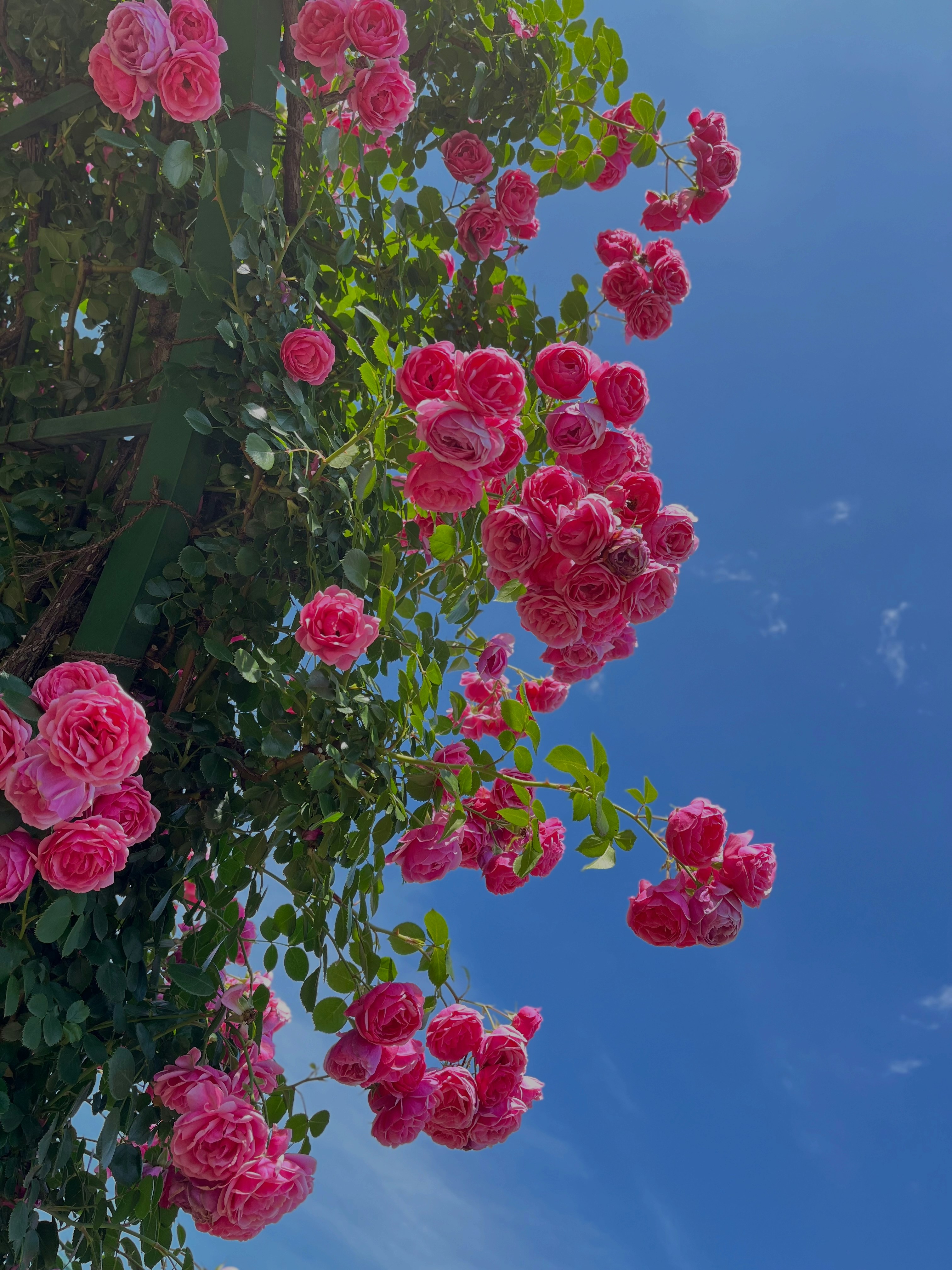 Pink Rose Cascade Against a Clear Blue Sky
