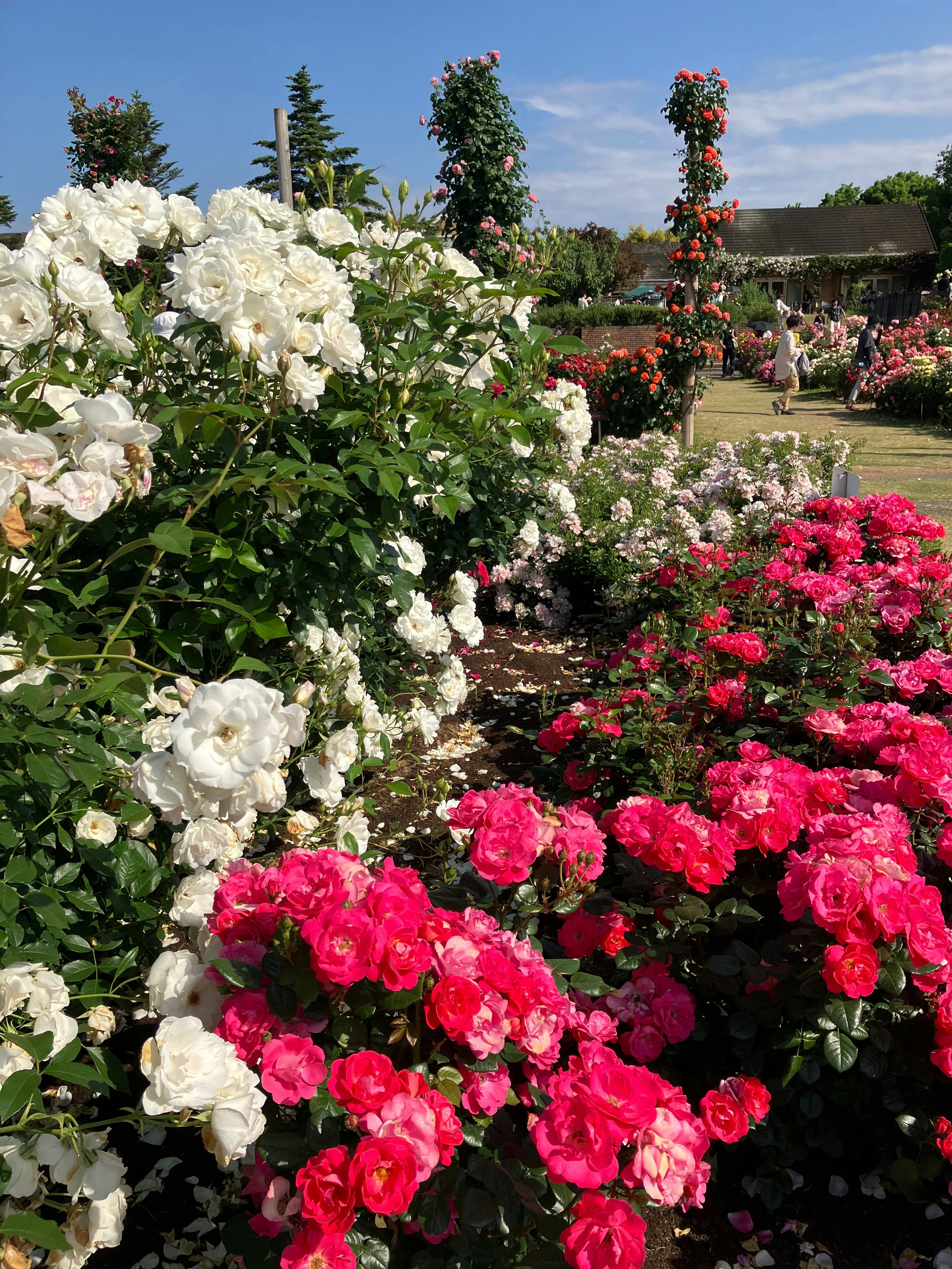 Rosenparade: A Kaleidoscope of Blossoms in Full Sun