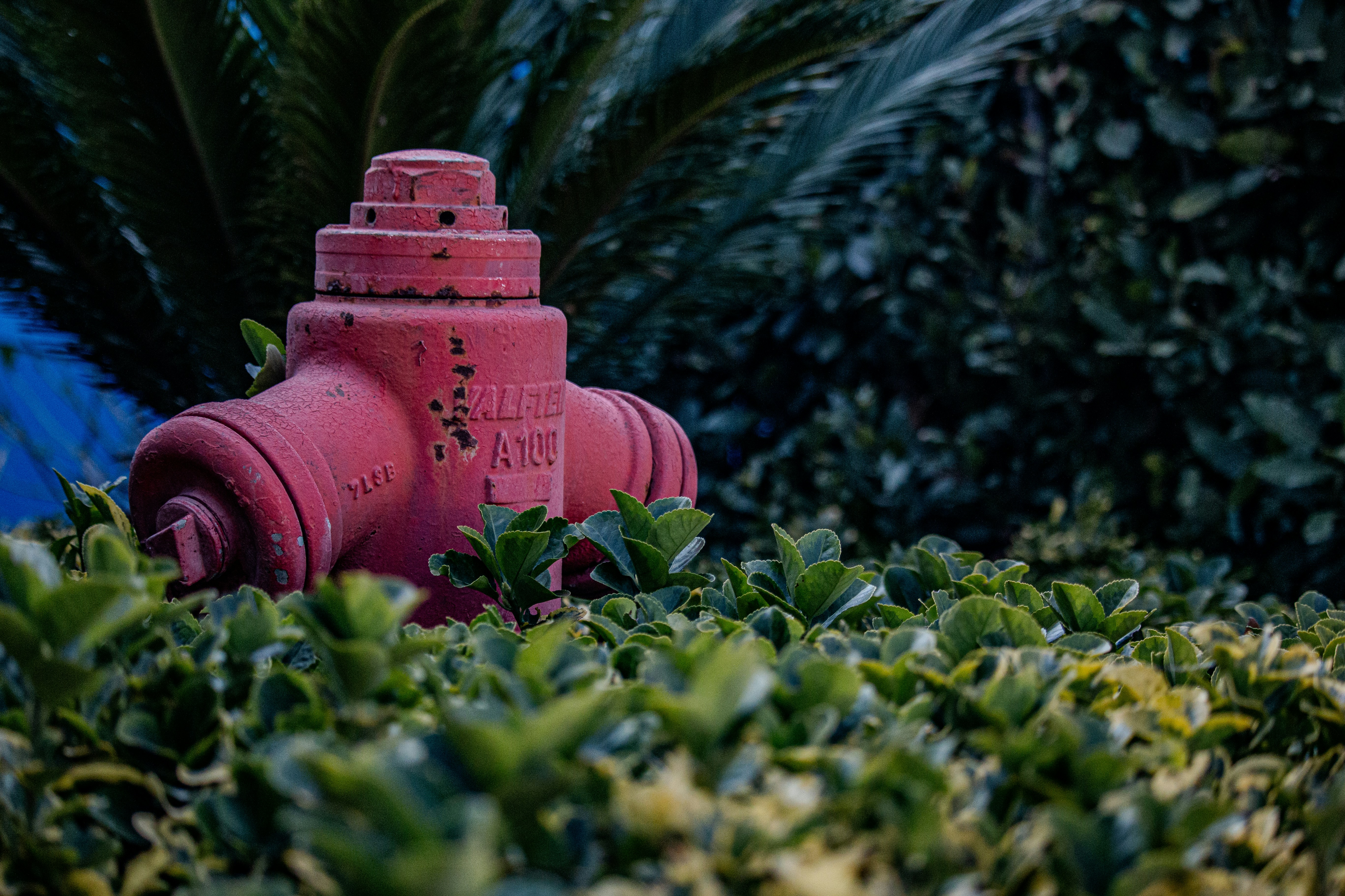 Red Hydrant Emerges from Quiet Green Underbrush