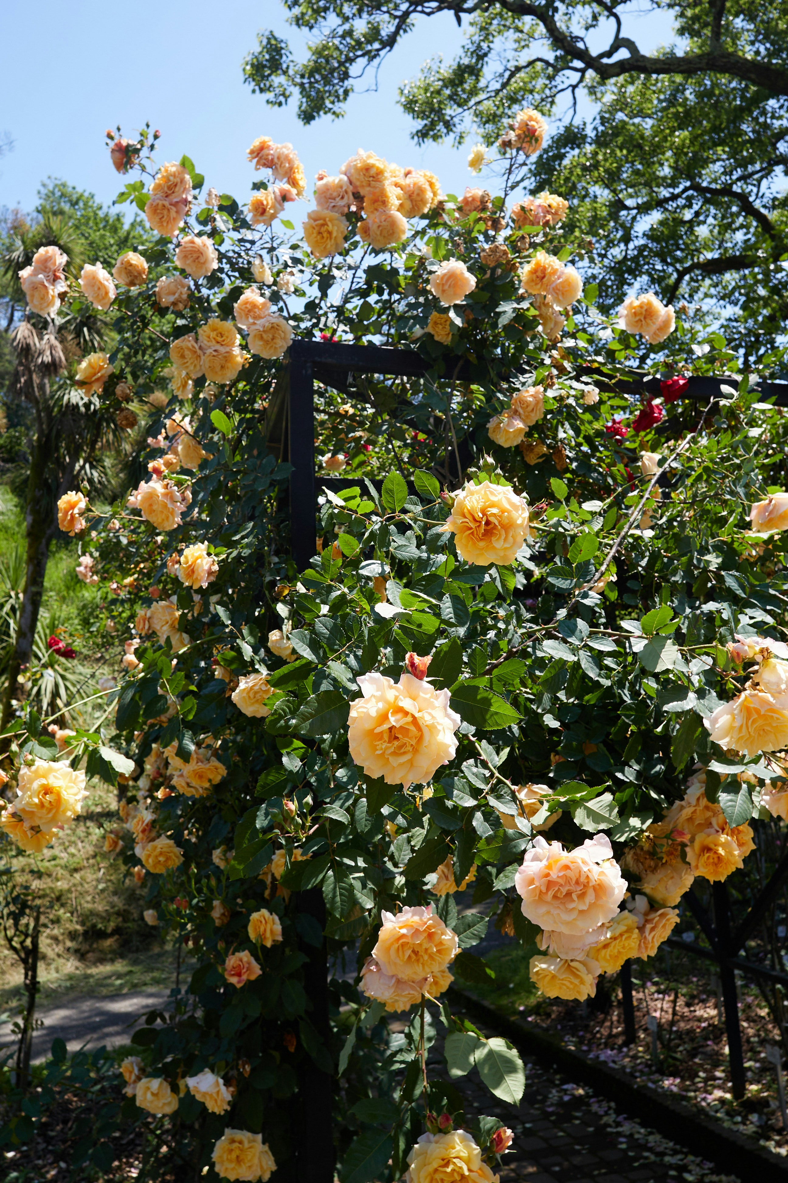 Golden Rose Arc: Sunlit Blooms Climbing a Garden Trellis