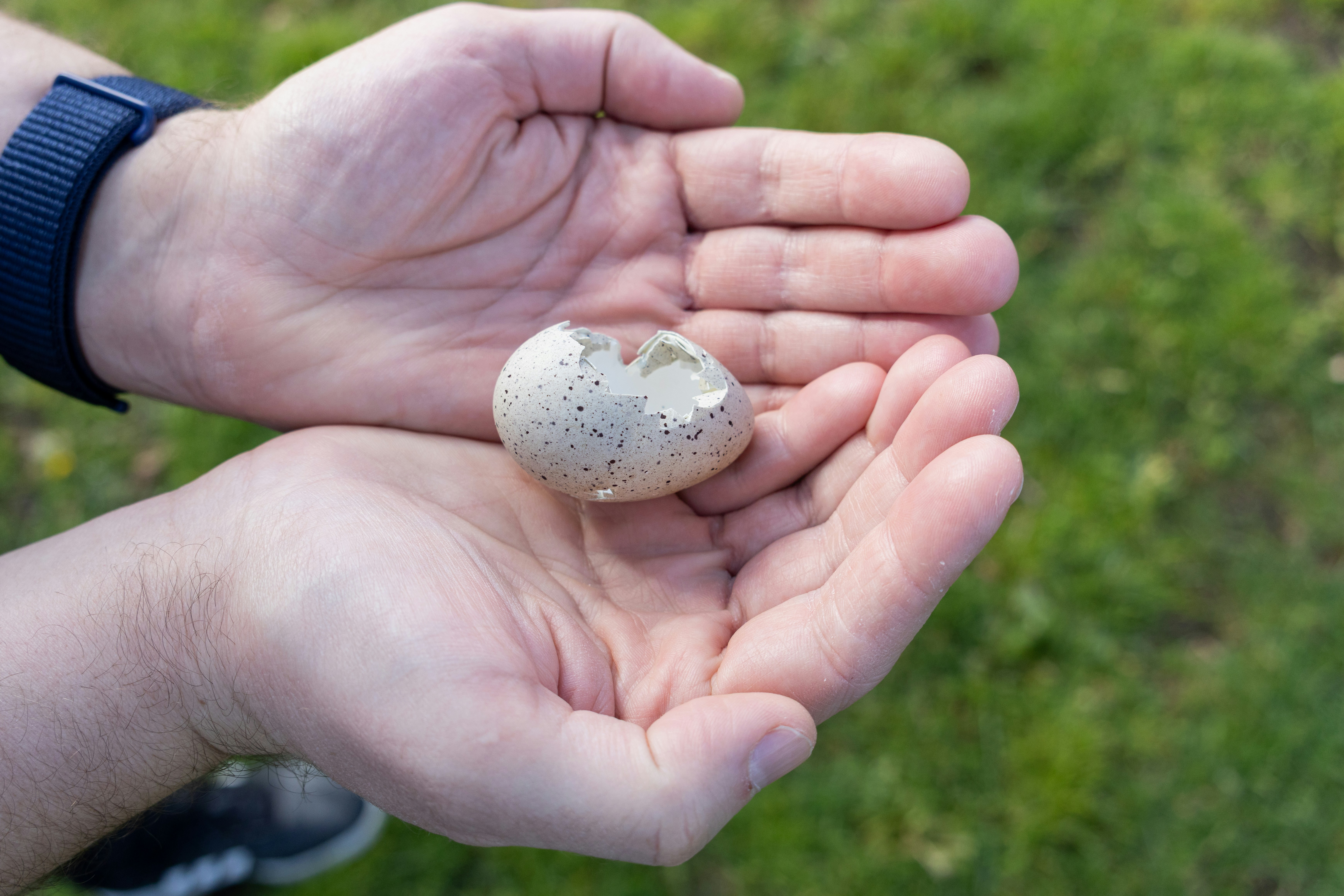 Cracked Heart of a Nestling Egg Cradled in Protective Hands