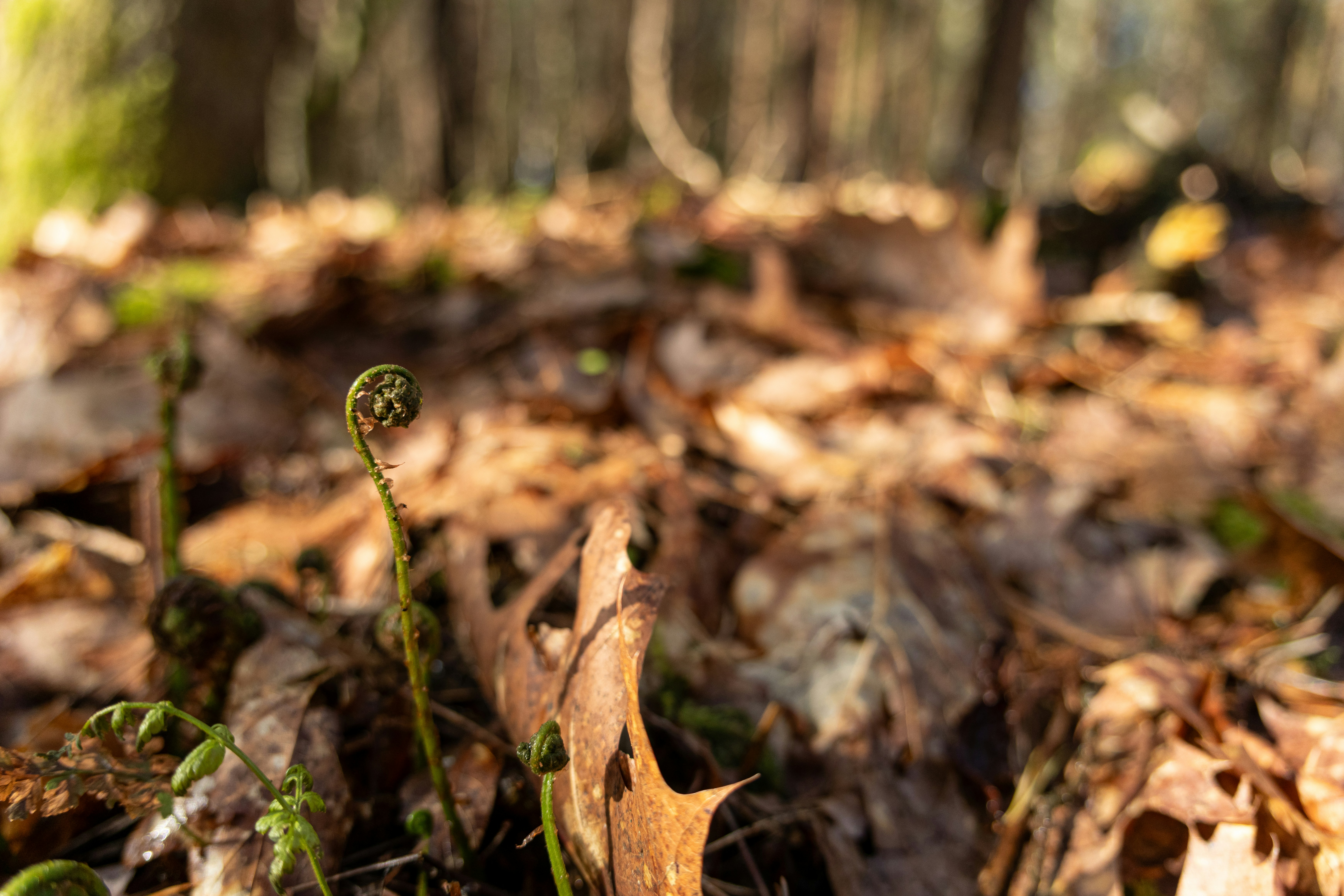 Curled Fern Embers Among Autumn Leaf Bed