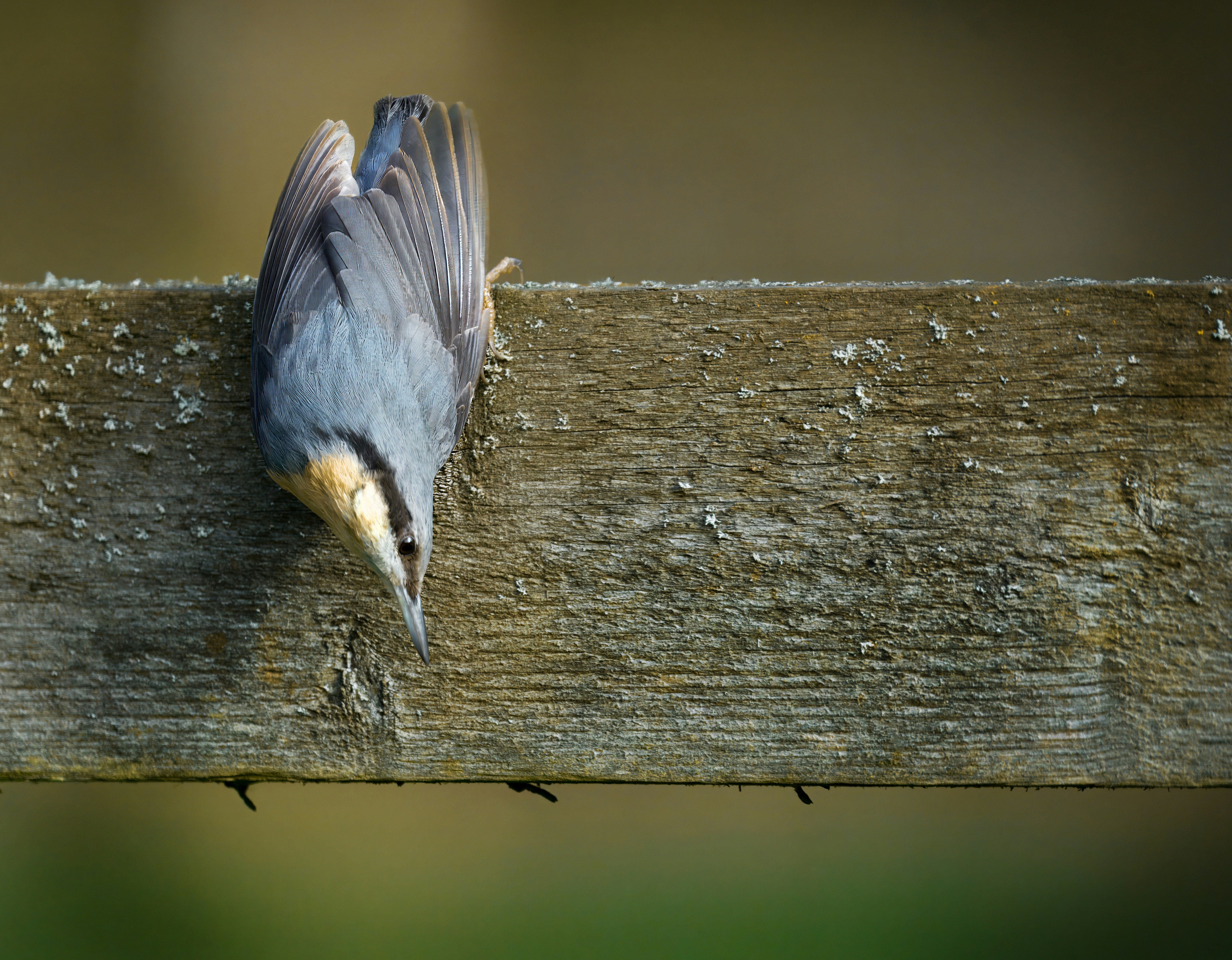 Blue-gray Kingfisher on a Weathered Beam