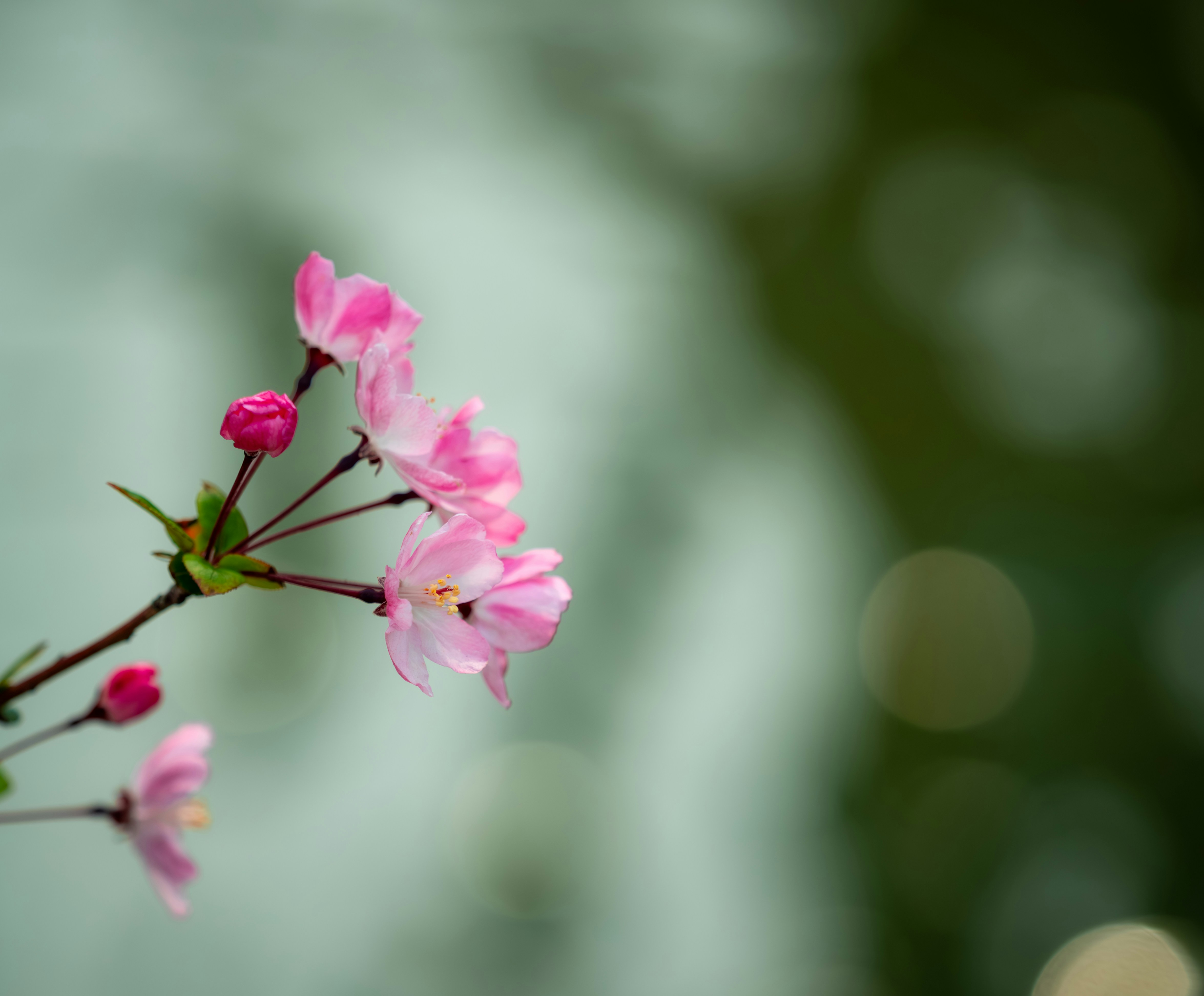 Blossom in Focus: A Delicate Pink Bloom Reaches Toward Spring Light