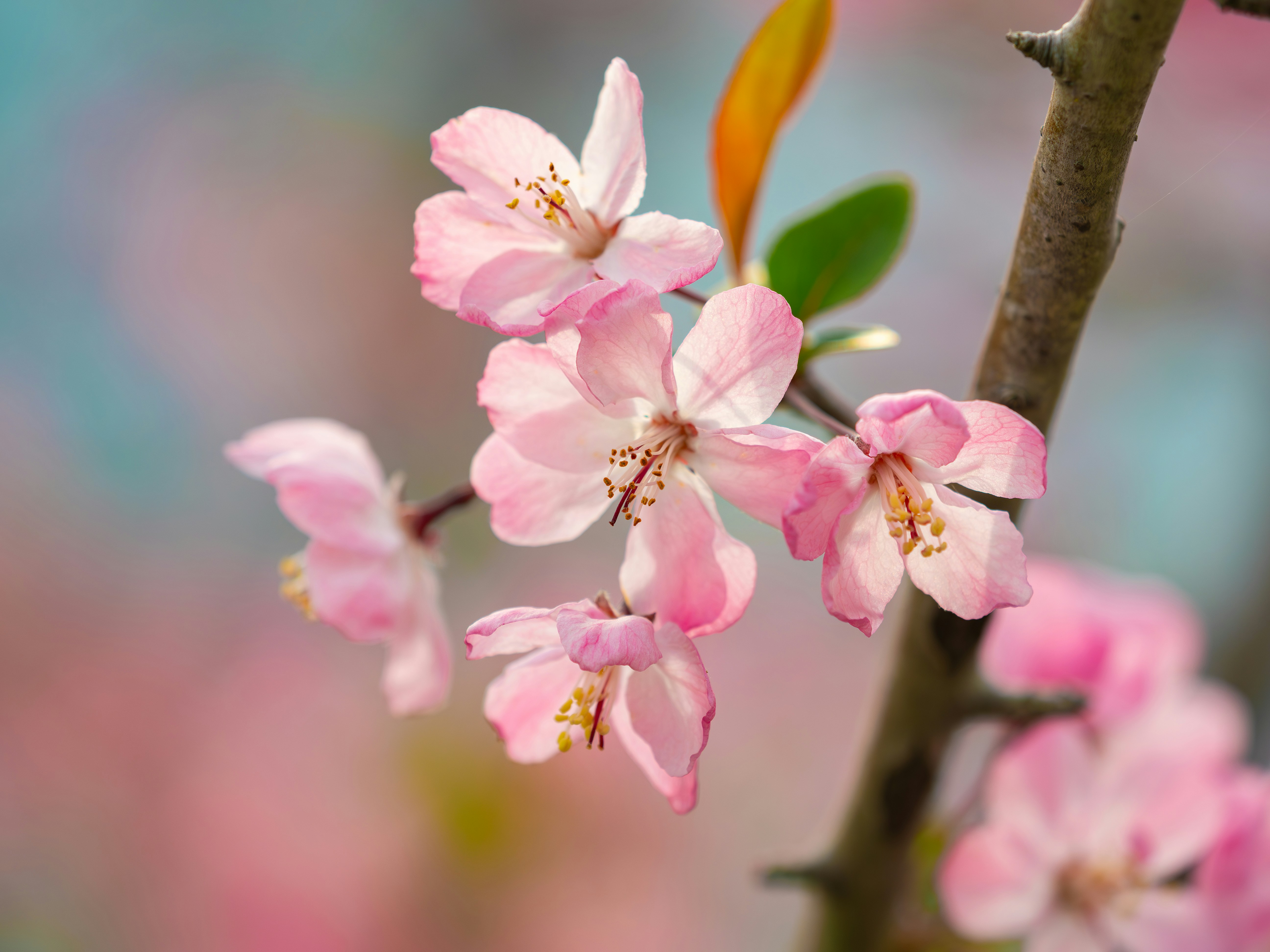 Soft Pink Bloom: Close-Up of Cherry Blossom in Gentle Focus