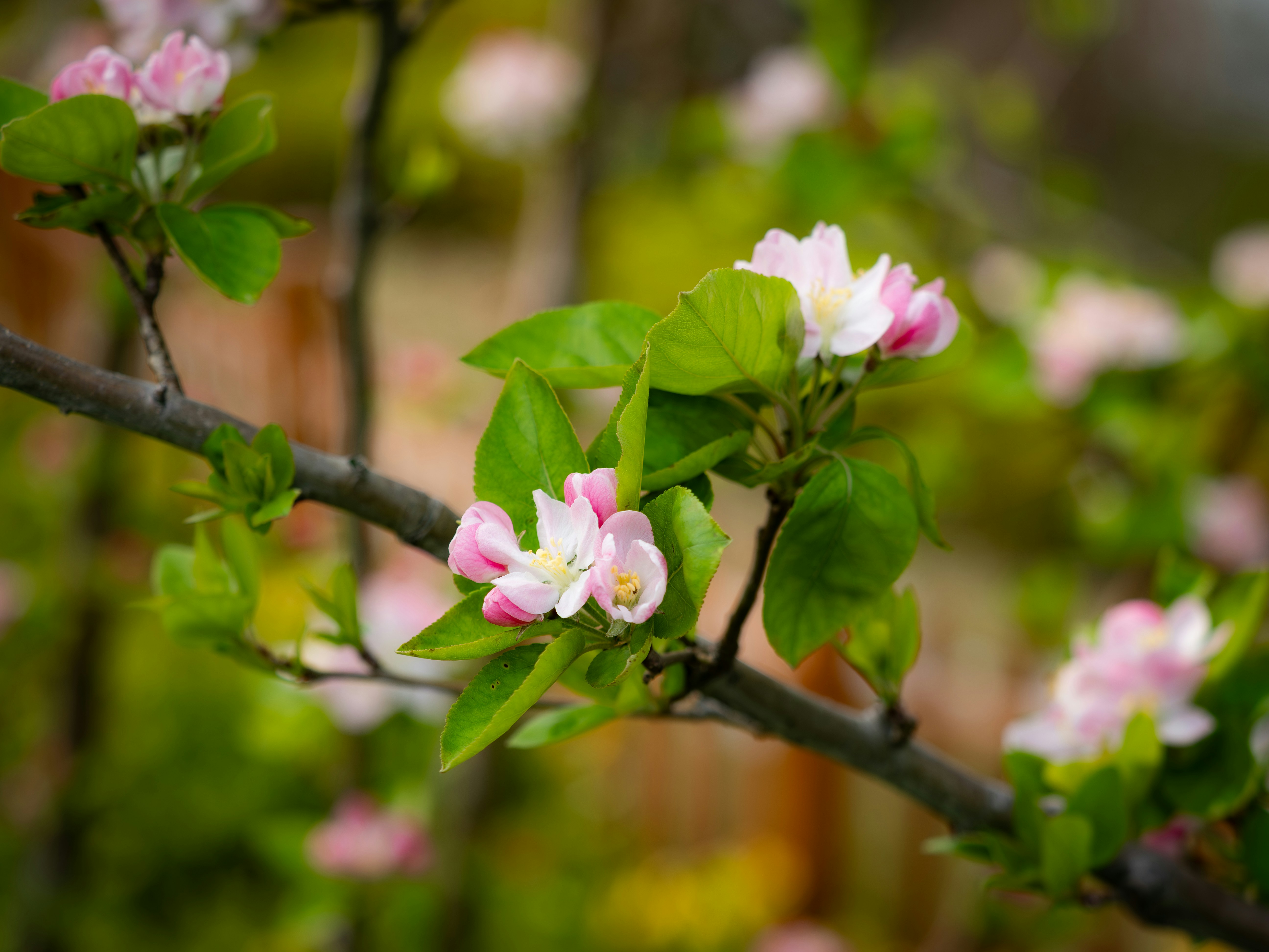 Blossoms in Focus: a Delicate Pink Spring on a Branch