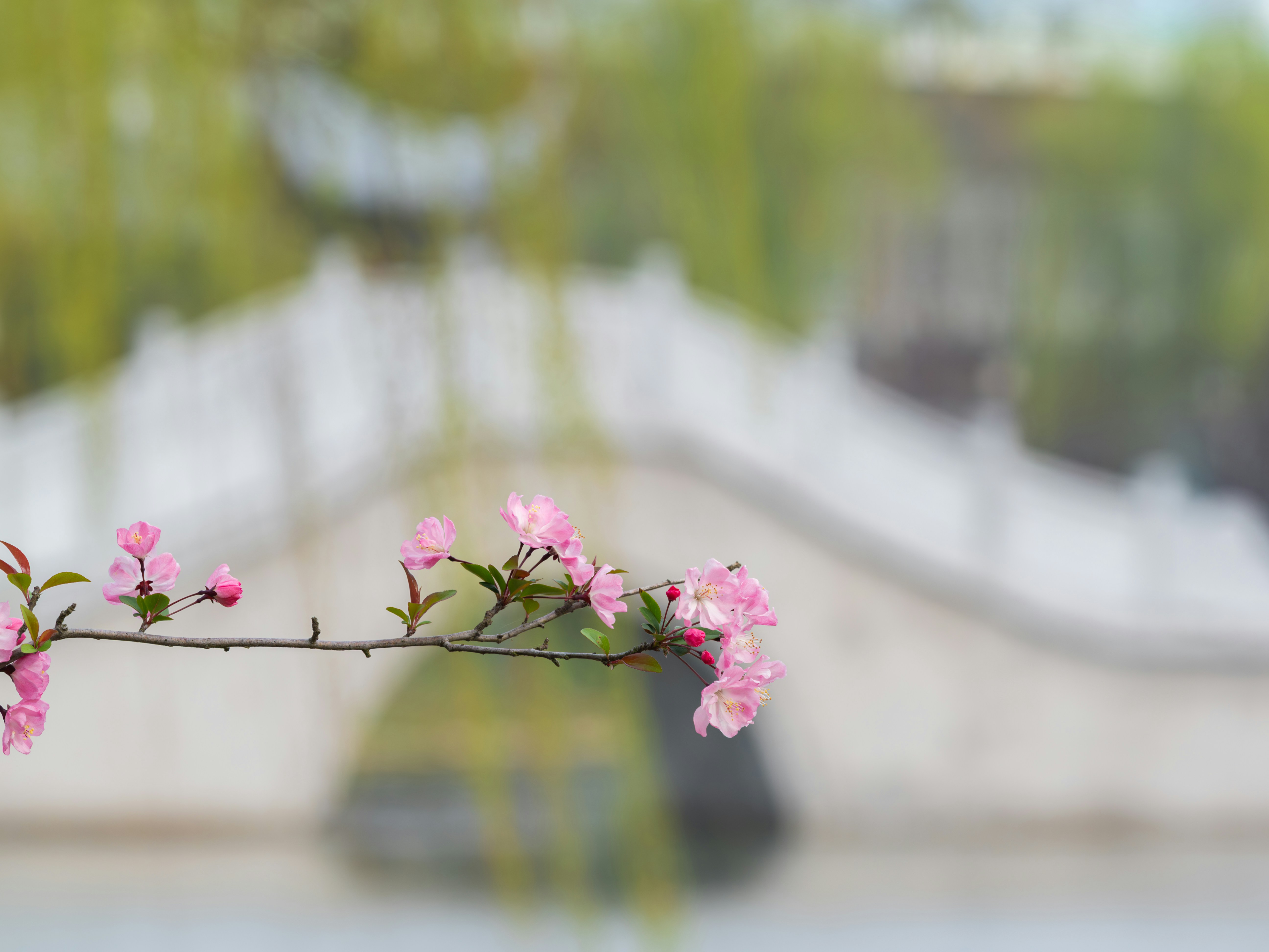 Blooming Branch with Aged Bridge as Soft Backdrop