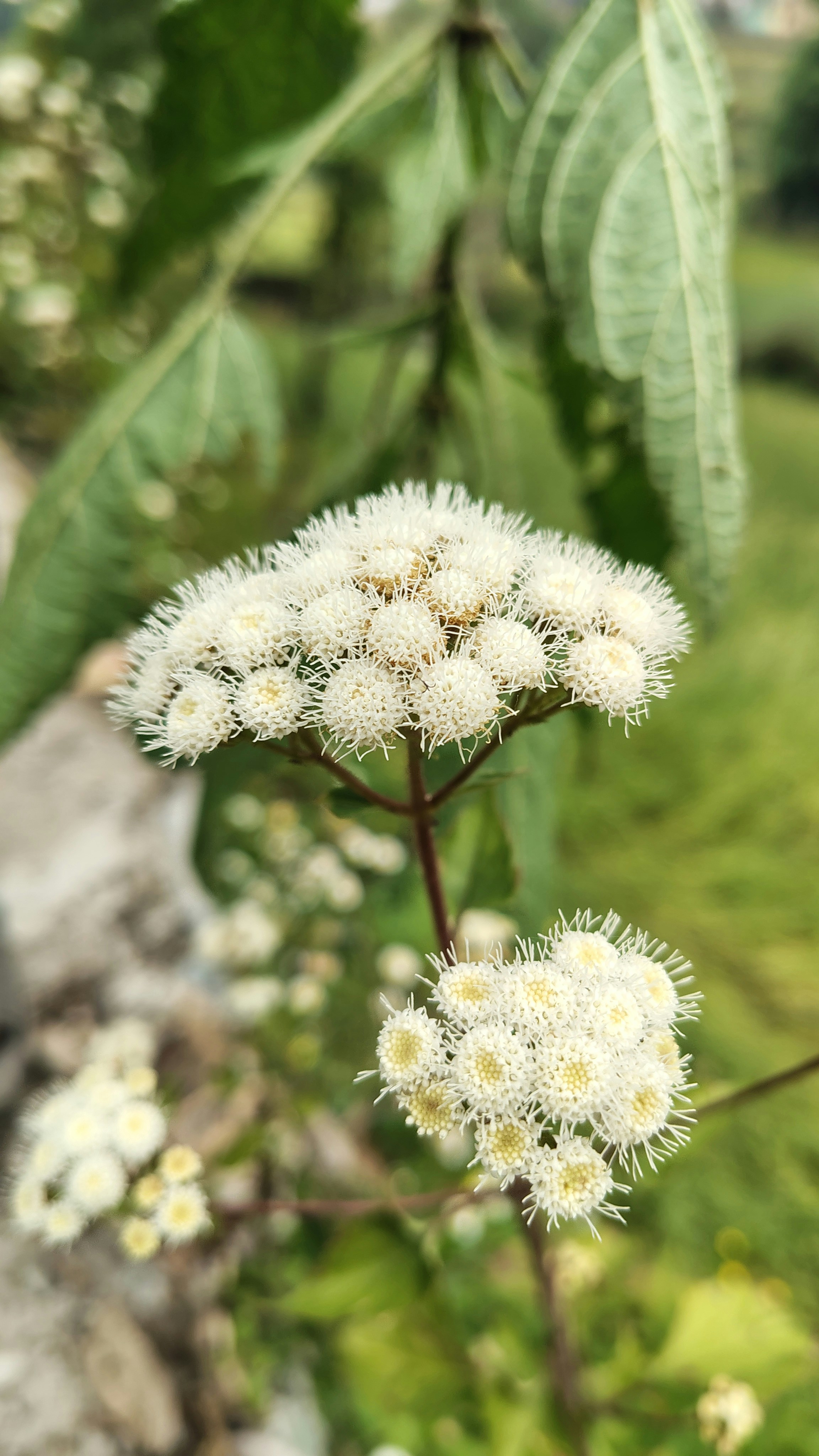 Whispers of White: Dandelion-like Blossoms on a Green Spine
