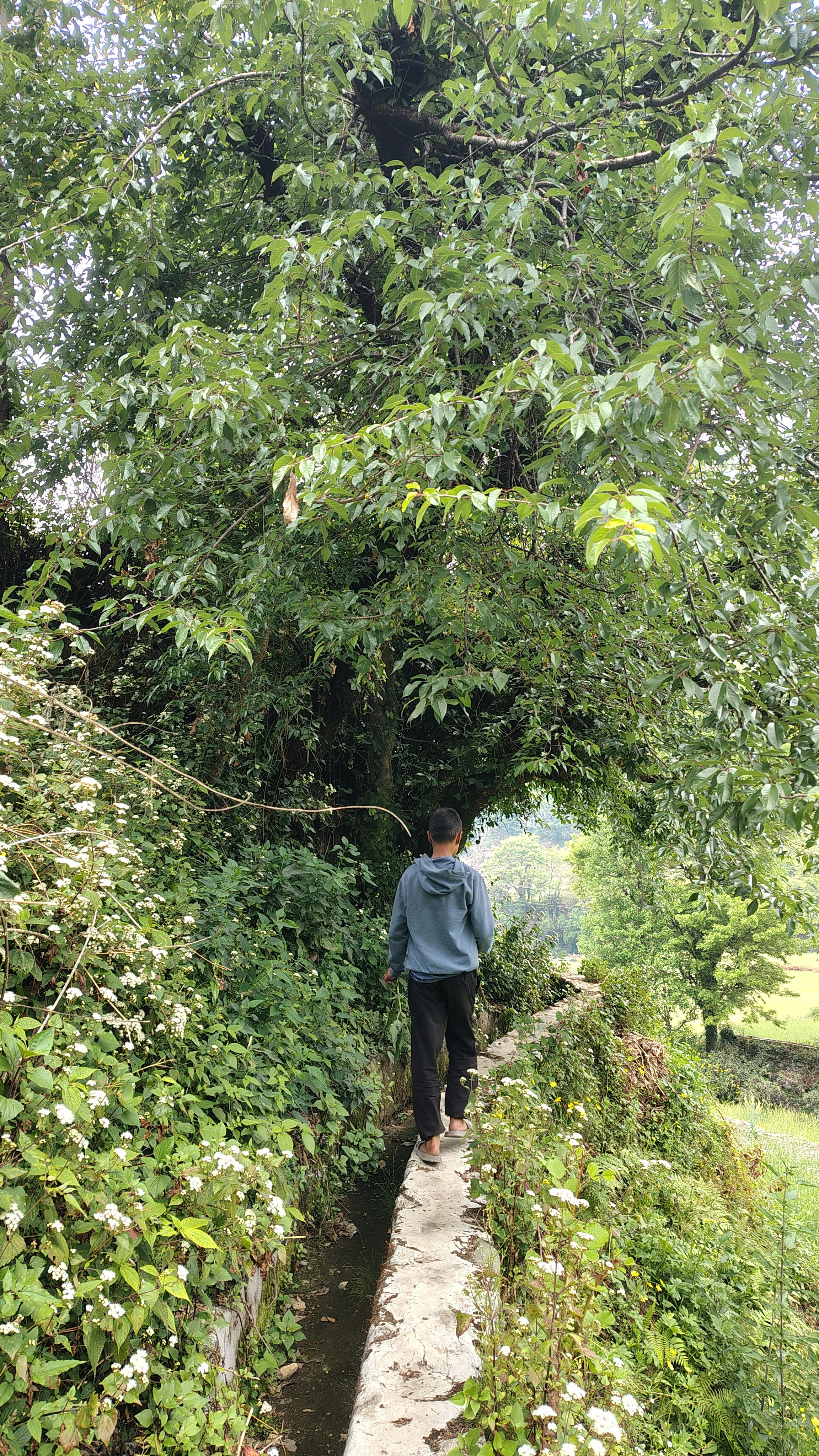 Traveler Beneath the Green Arch: A Narrow Path Through Blossoms