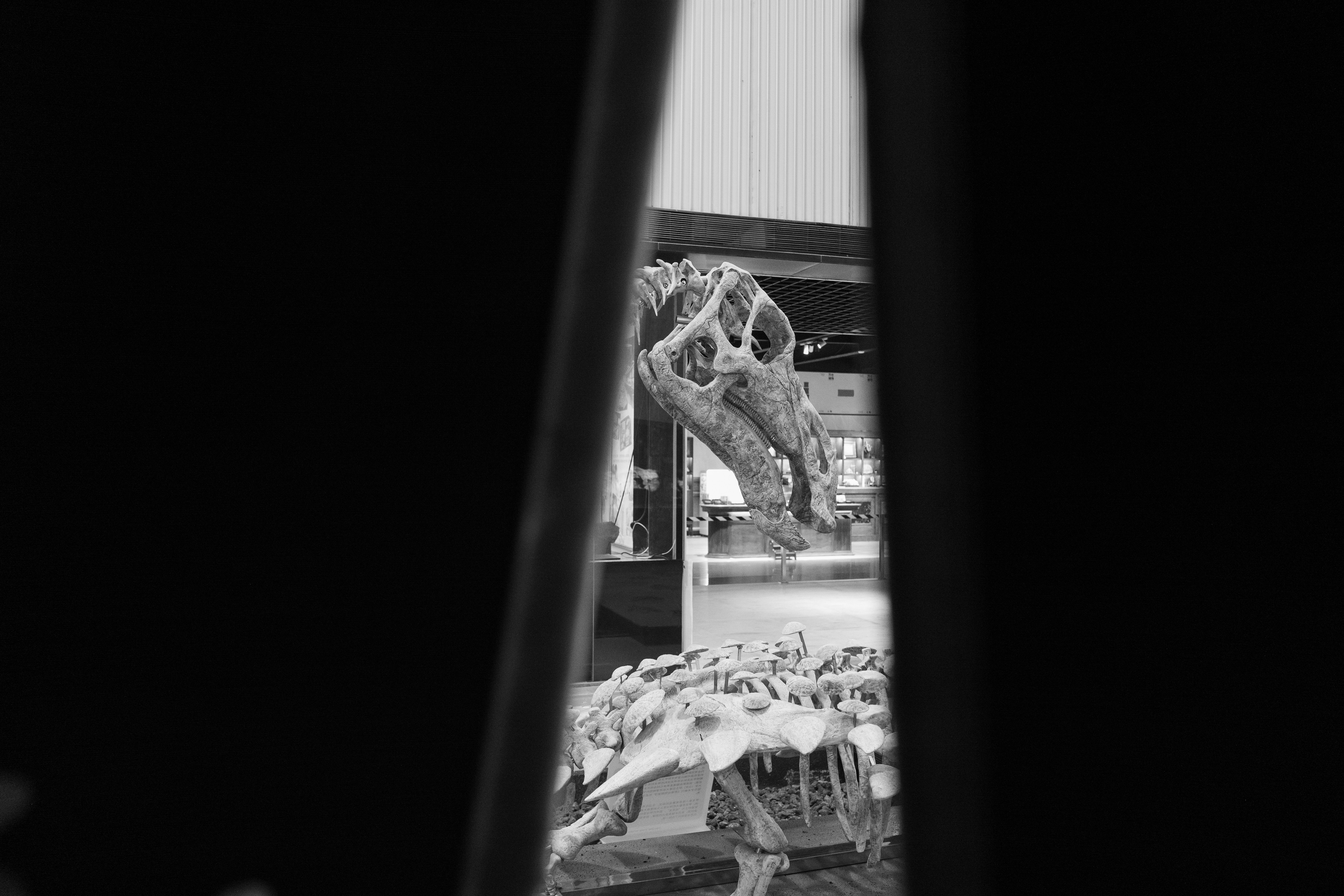 Hidden Dino: Framed Skull Through a Narrow Aperture
