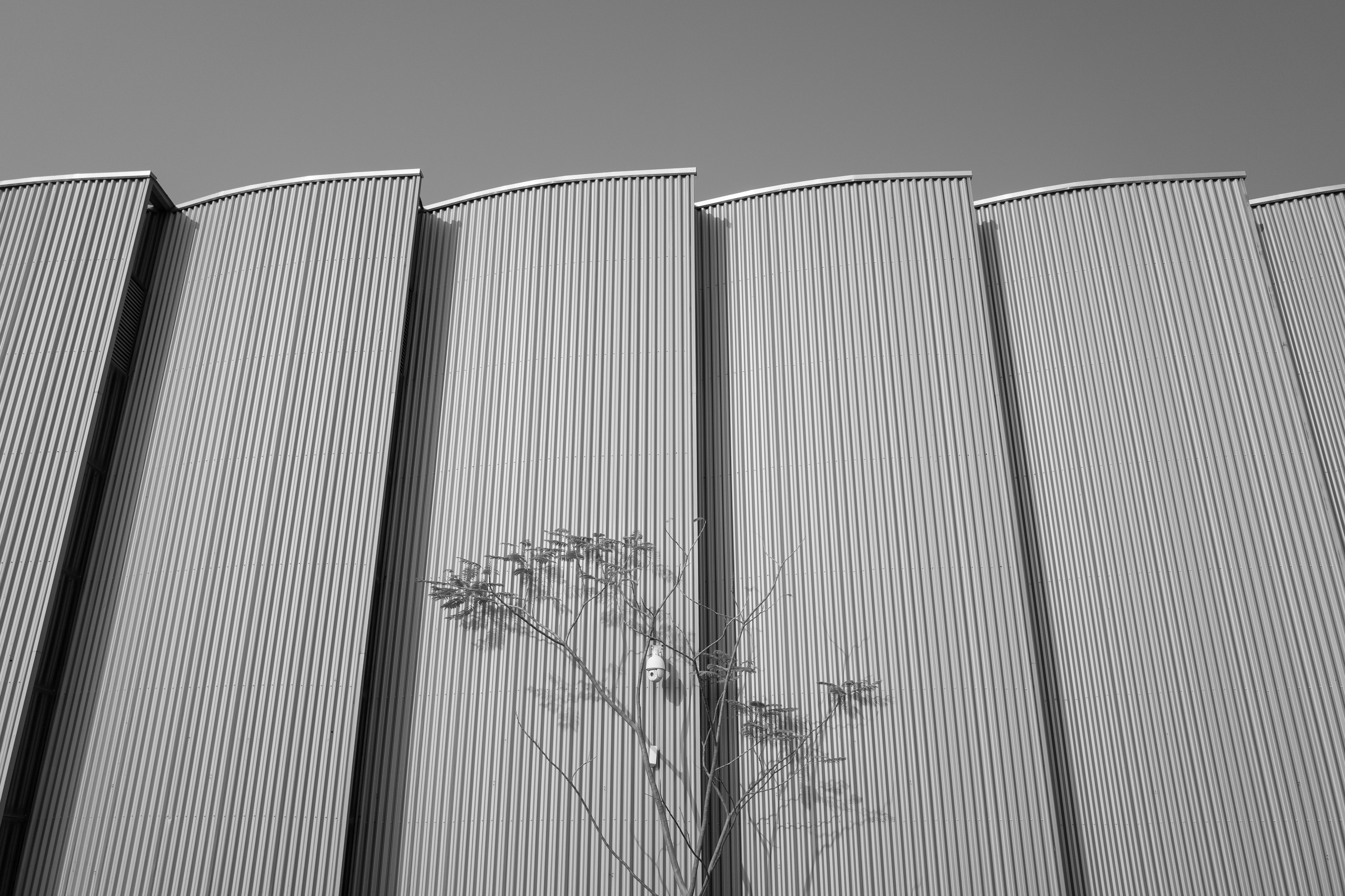 Forest Echoes: A Linelike Facade and a Quiet Tree