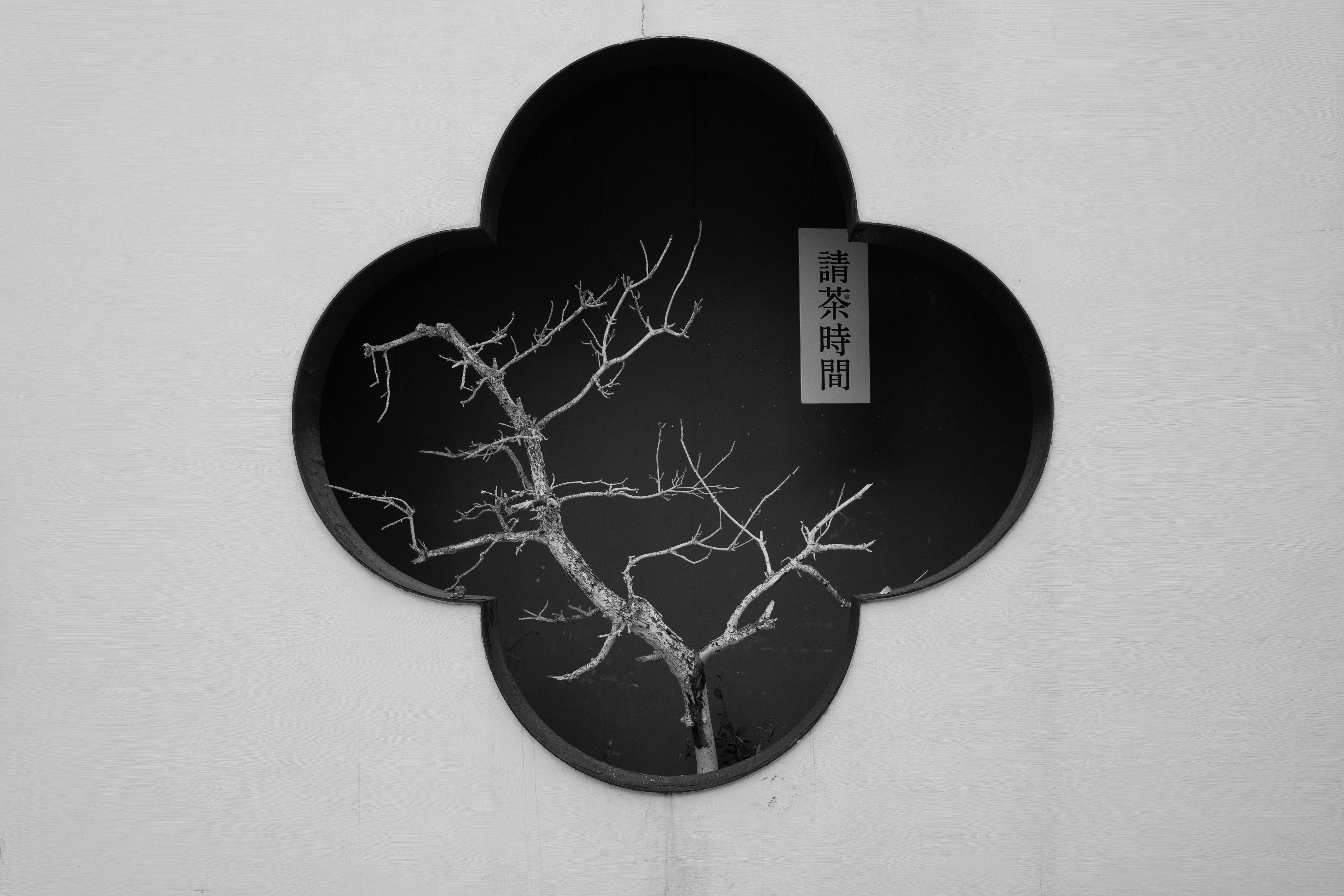 Silhouette of Pruned Branch within a Four-Petal Window