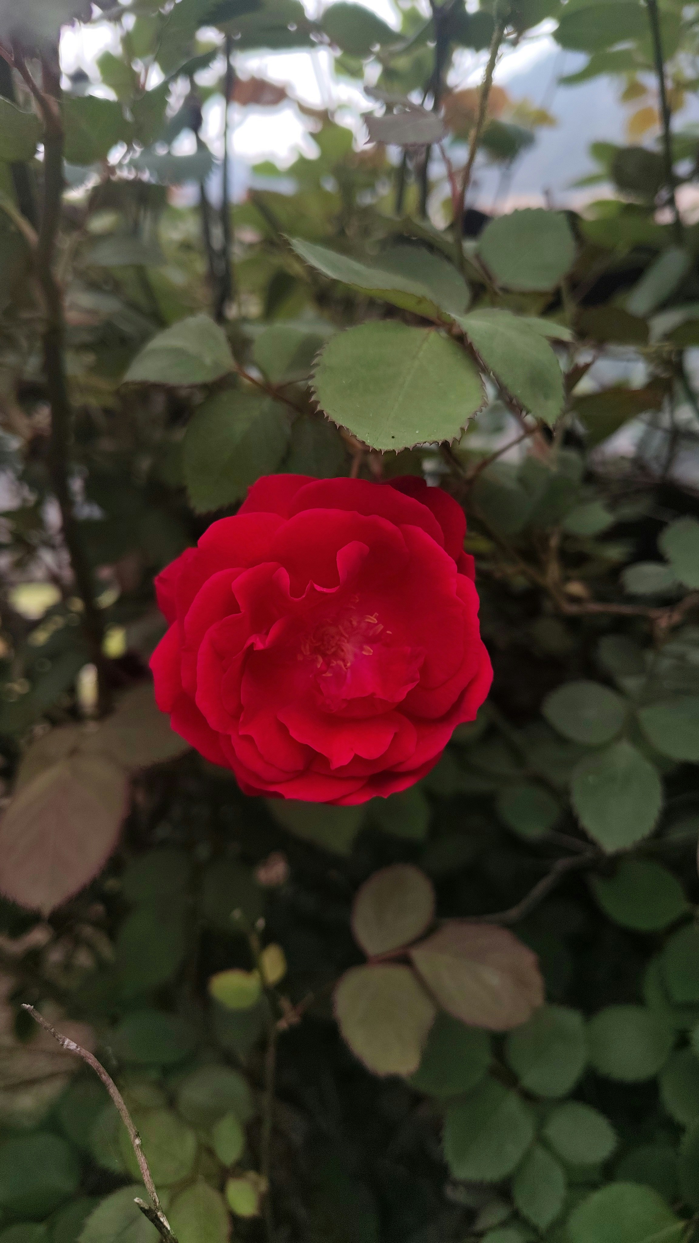 Crimson Rose in Gentle Blur: A Close-Up in Soft Garden Light